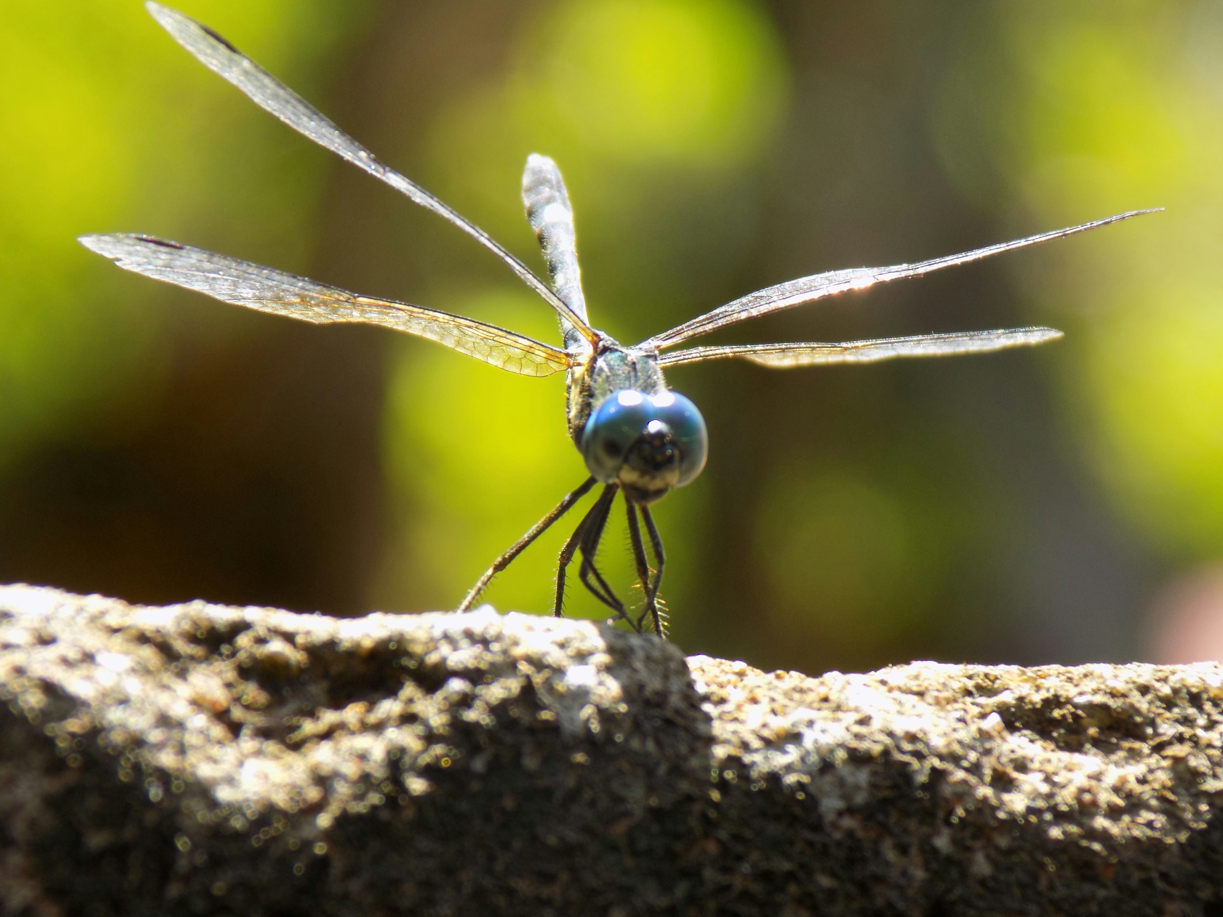 Azure Dragonfly at the Edge of Light: Macro Portrait on a Weathered Rock