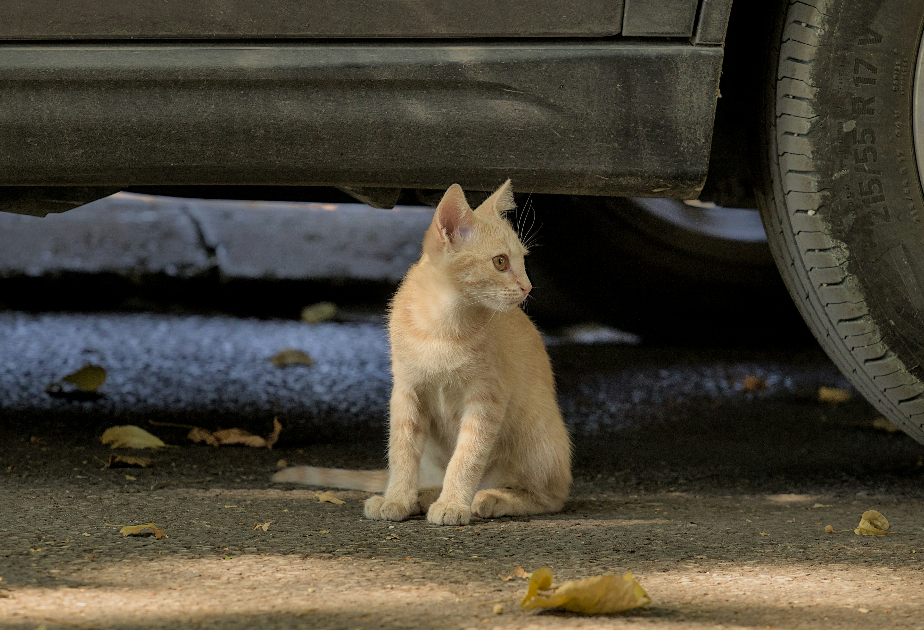 Under the Car's Shadow, a Cream Kitten Finds a Patch of Sun