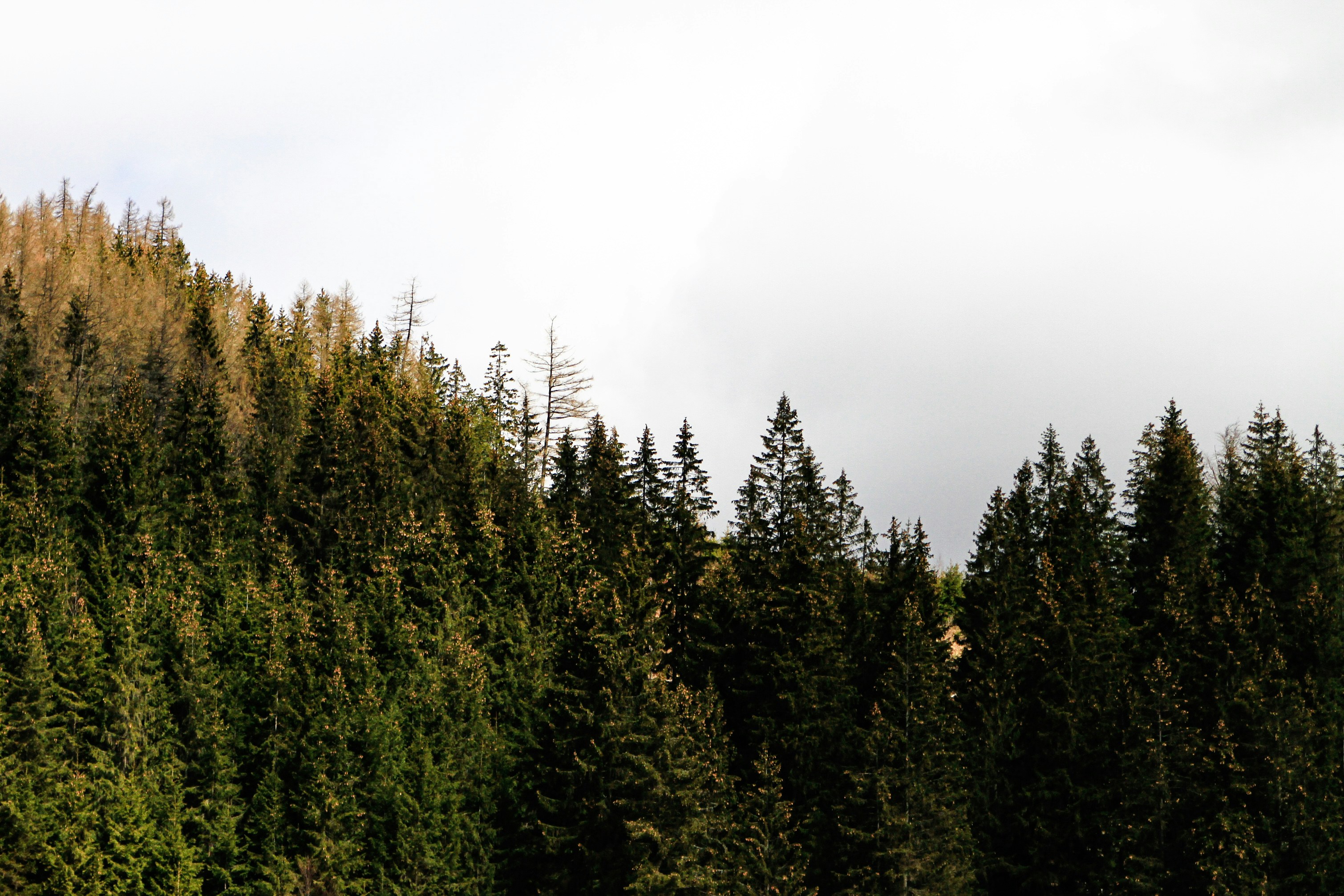 Dense forest of evergreen trees with a contrast of lighter foliage, hinting at seasonal change. A soft, cloudy sky looms above.