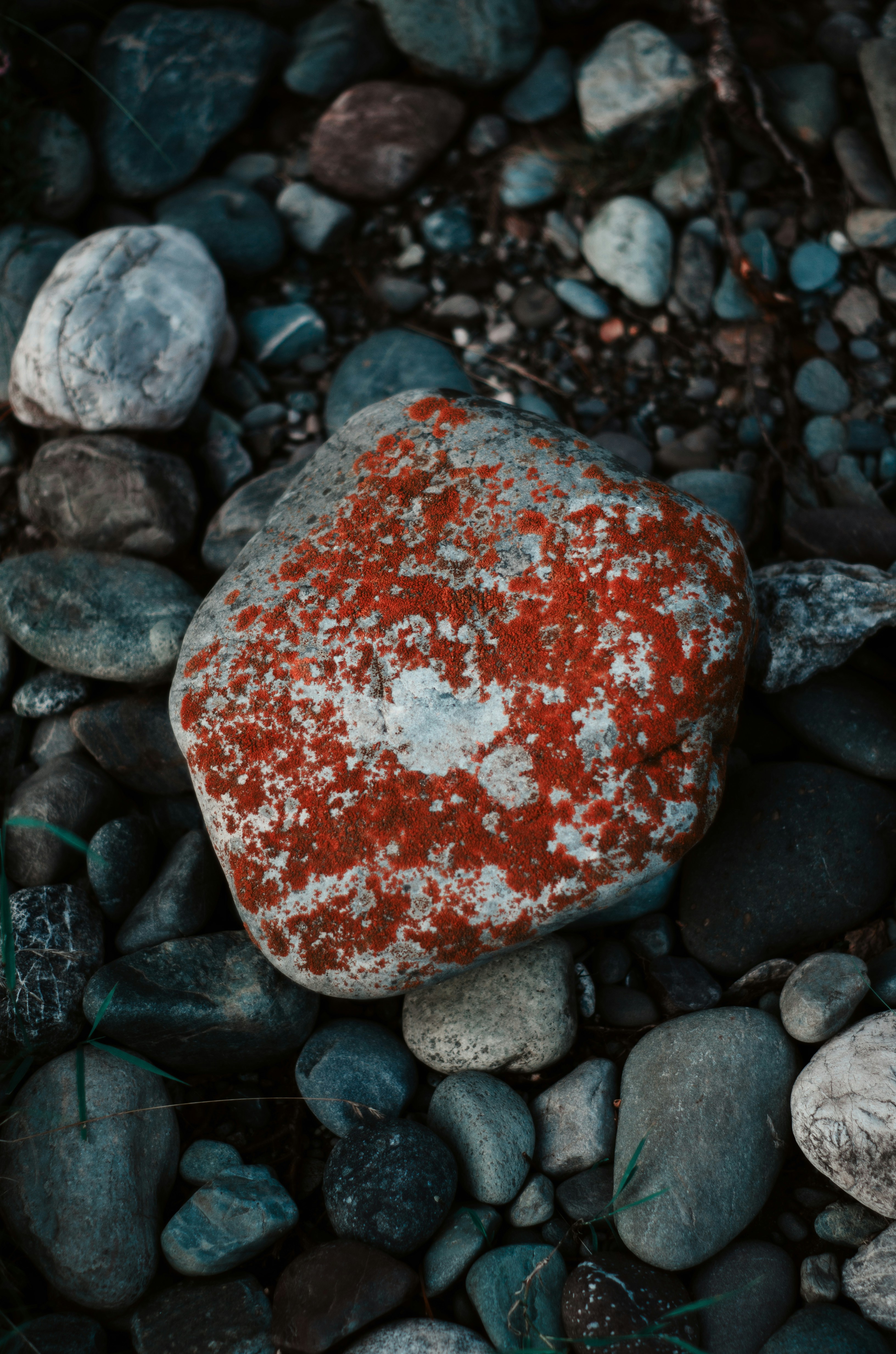 Crimson Lichen on a Weathered Pebble Among Smooth River Stones