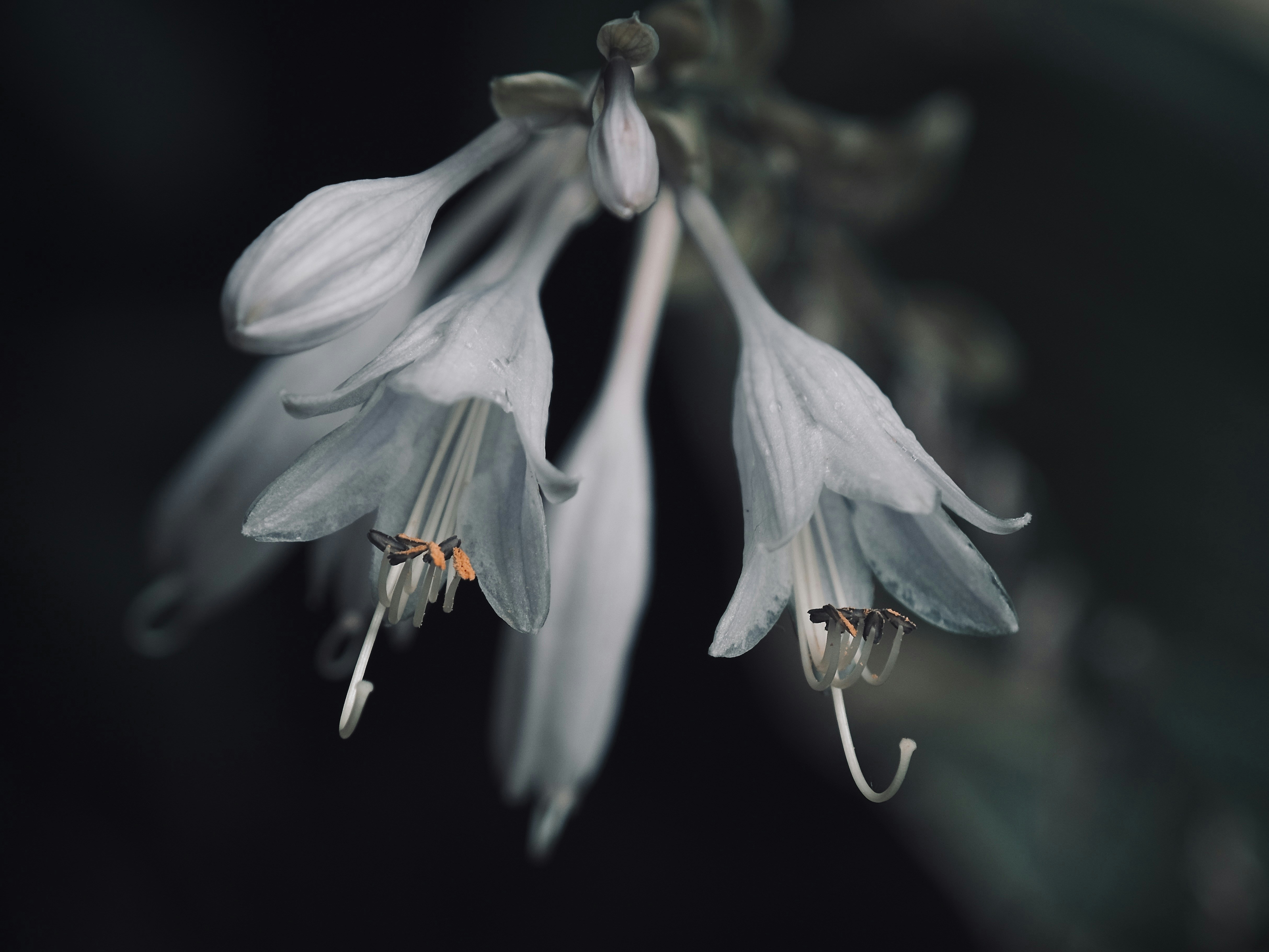 a close up of a white flower on a black background