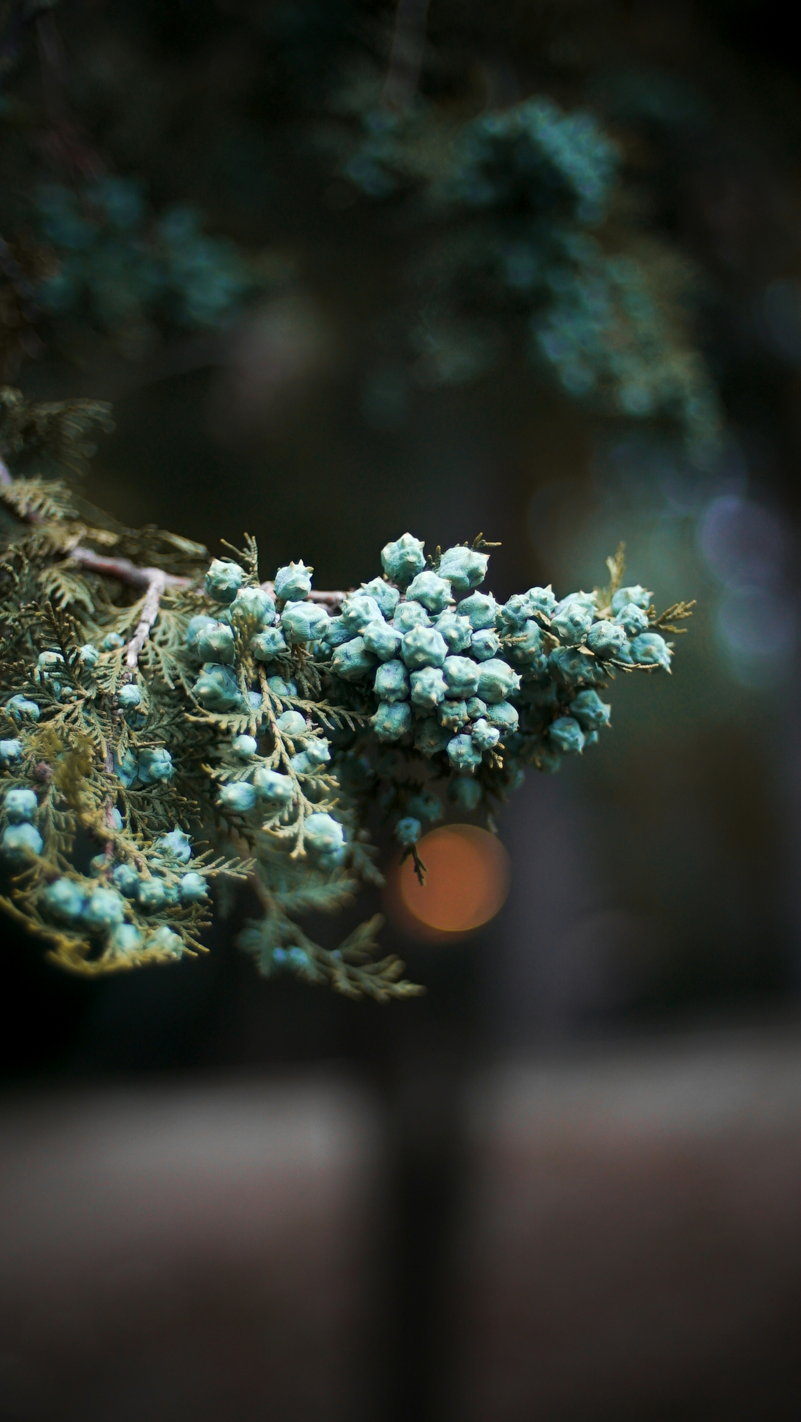 Verdigris Bough: Turquoise Buds in Velvet Blur