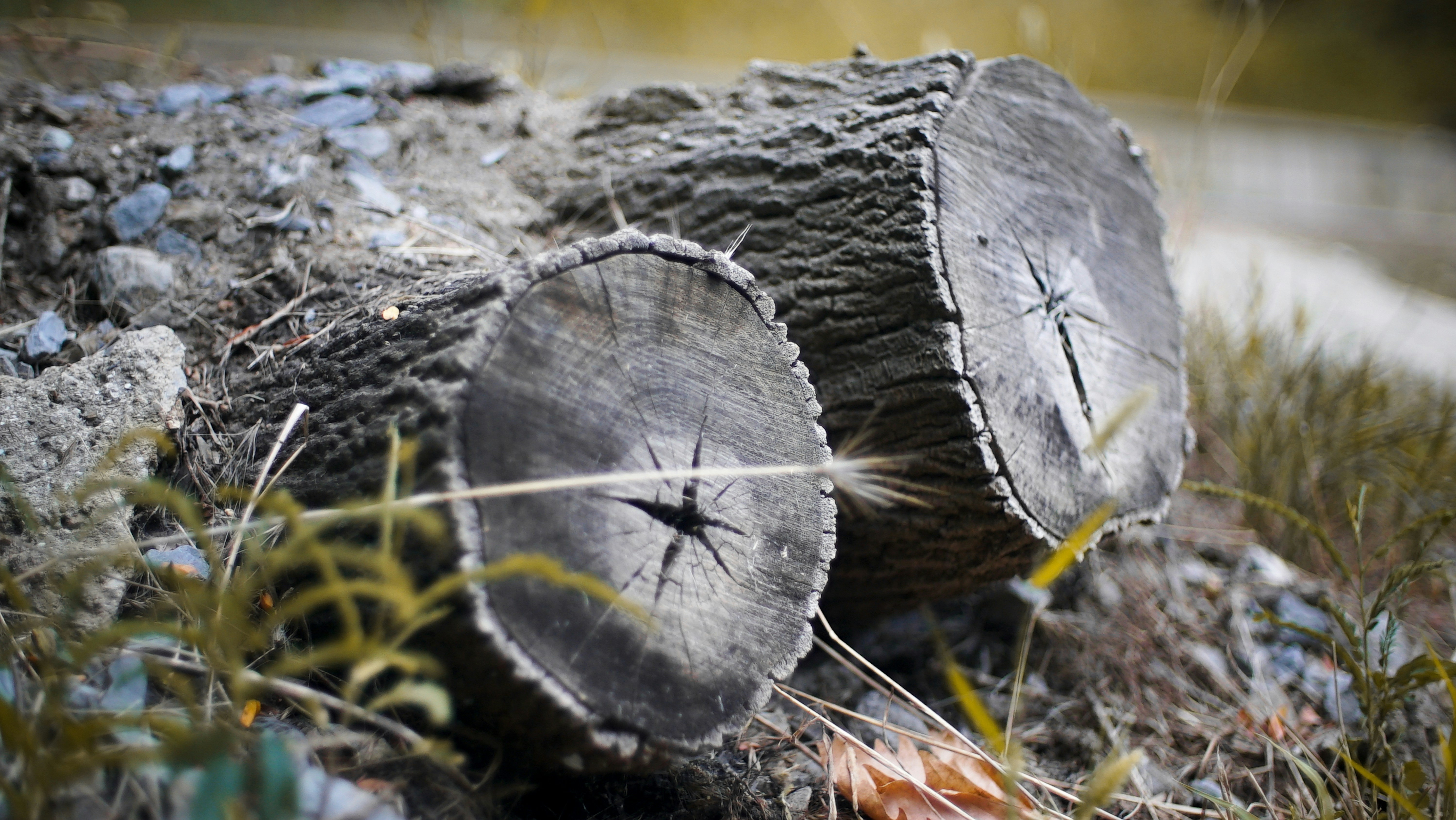 Cross-Section of Time: Weathered Timber in Soft Focus