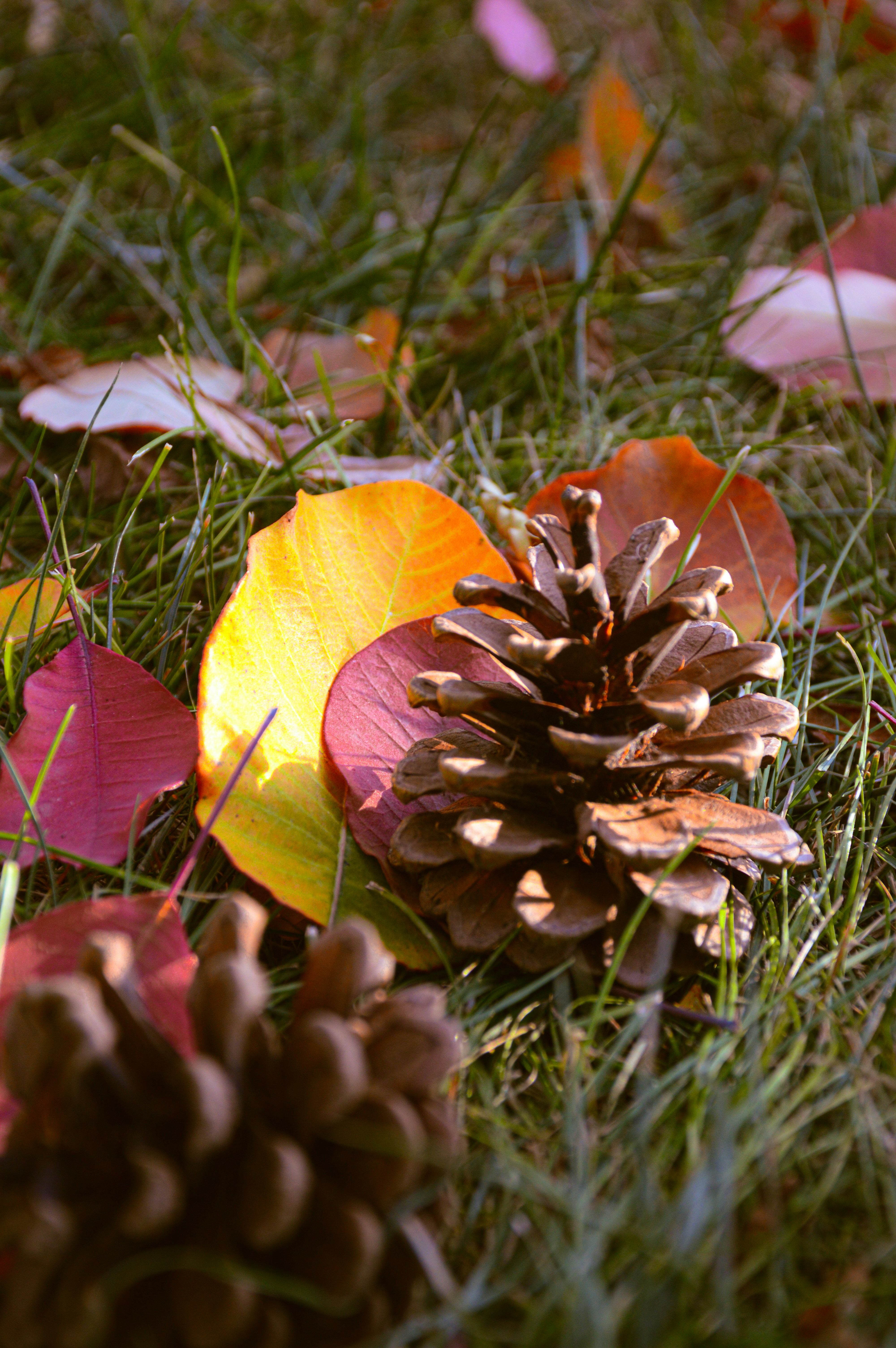 Autumn's Tapestry: Nature's Palette on the Forest Floor