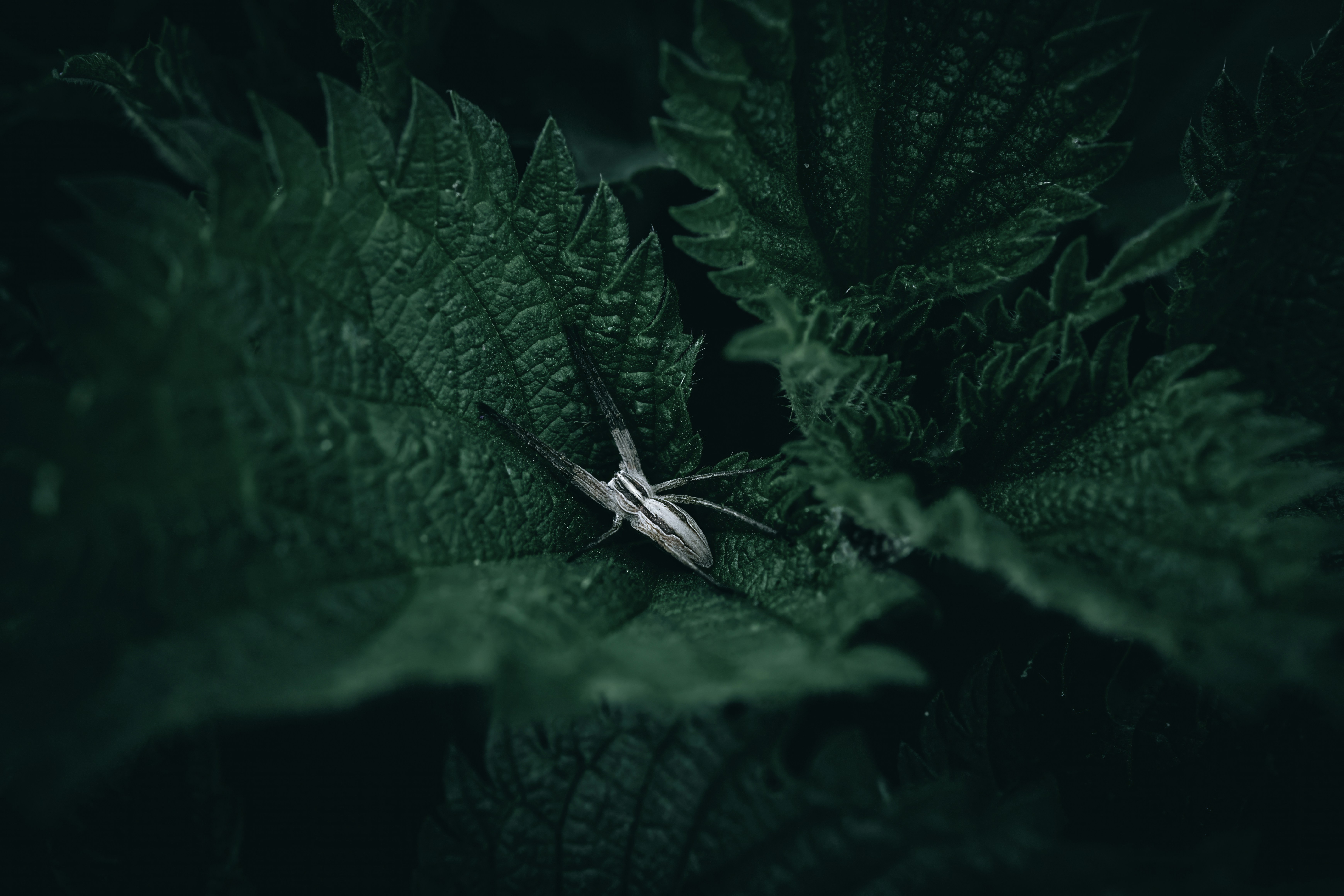Silvery Beetle on Velvet Green: a Quiet Macro Moment