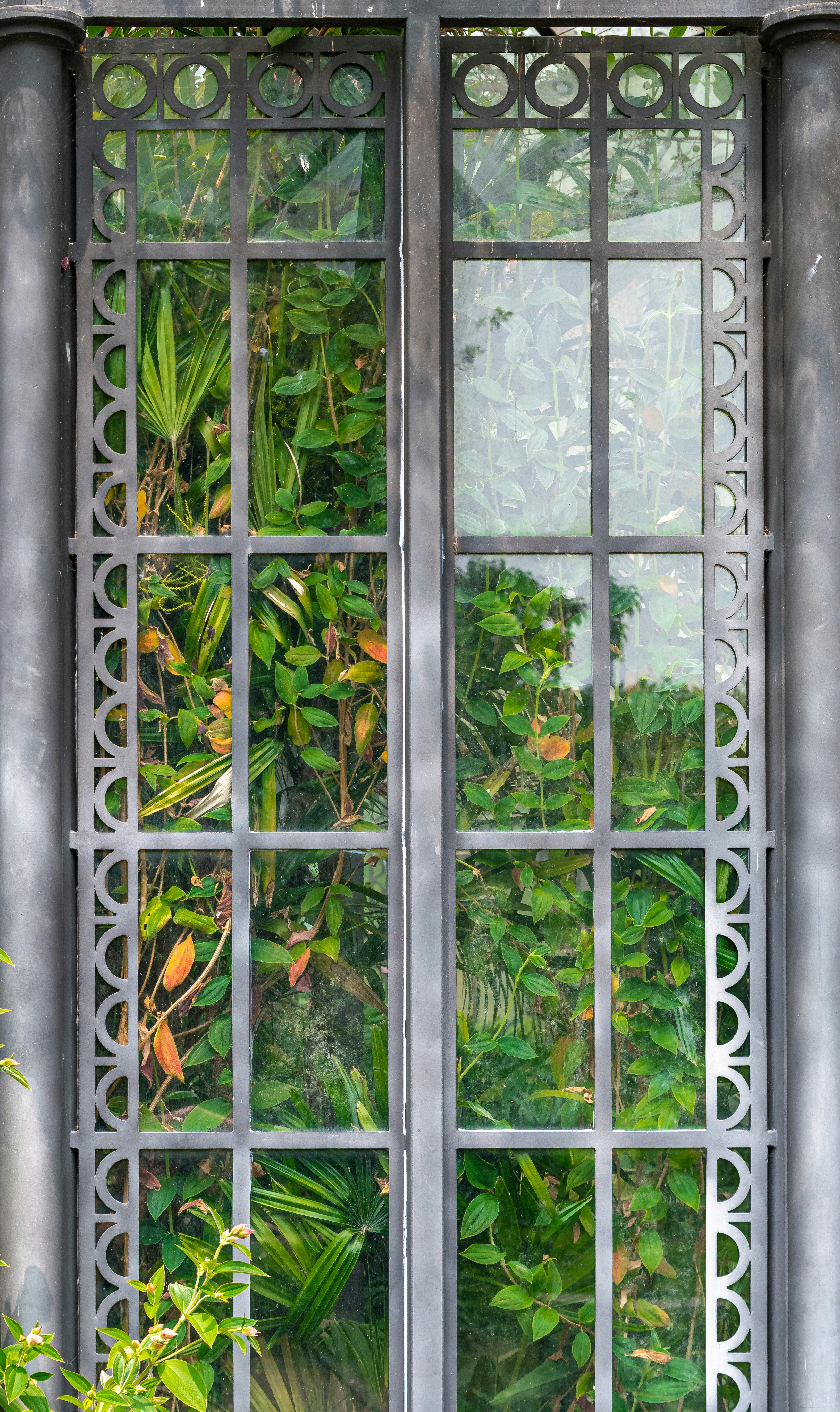 Iron Lattice, Living Green: A Gate to the Hidden Garden