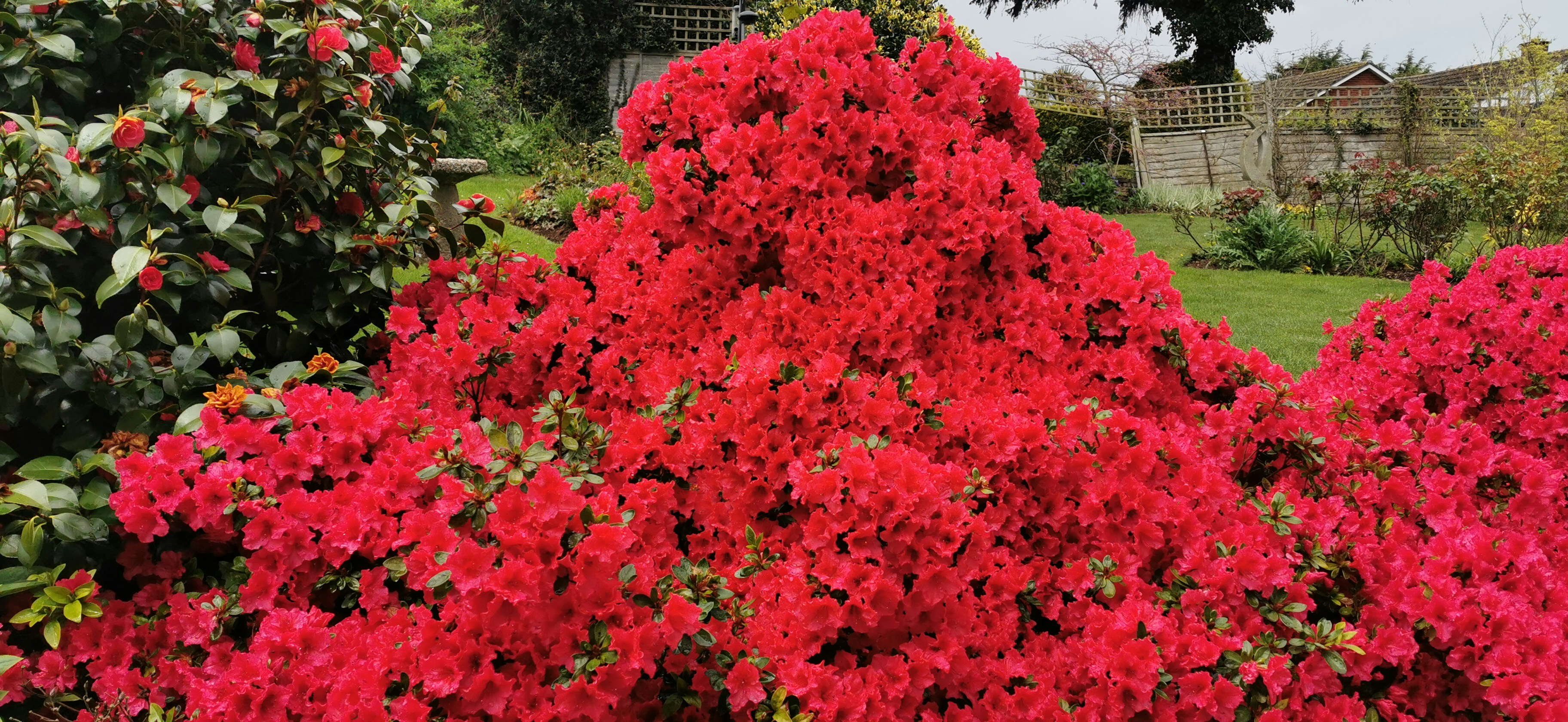 A bush of red flowers in a garden photo – Free Flowers background Image ...
