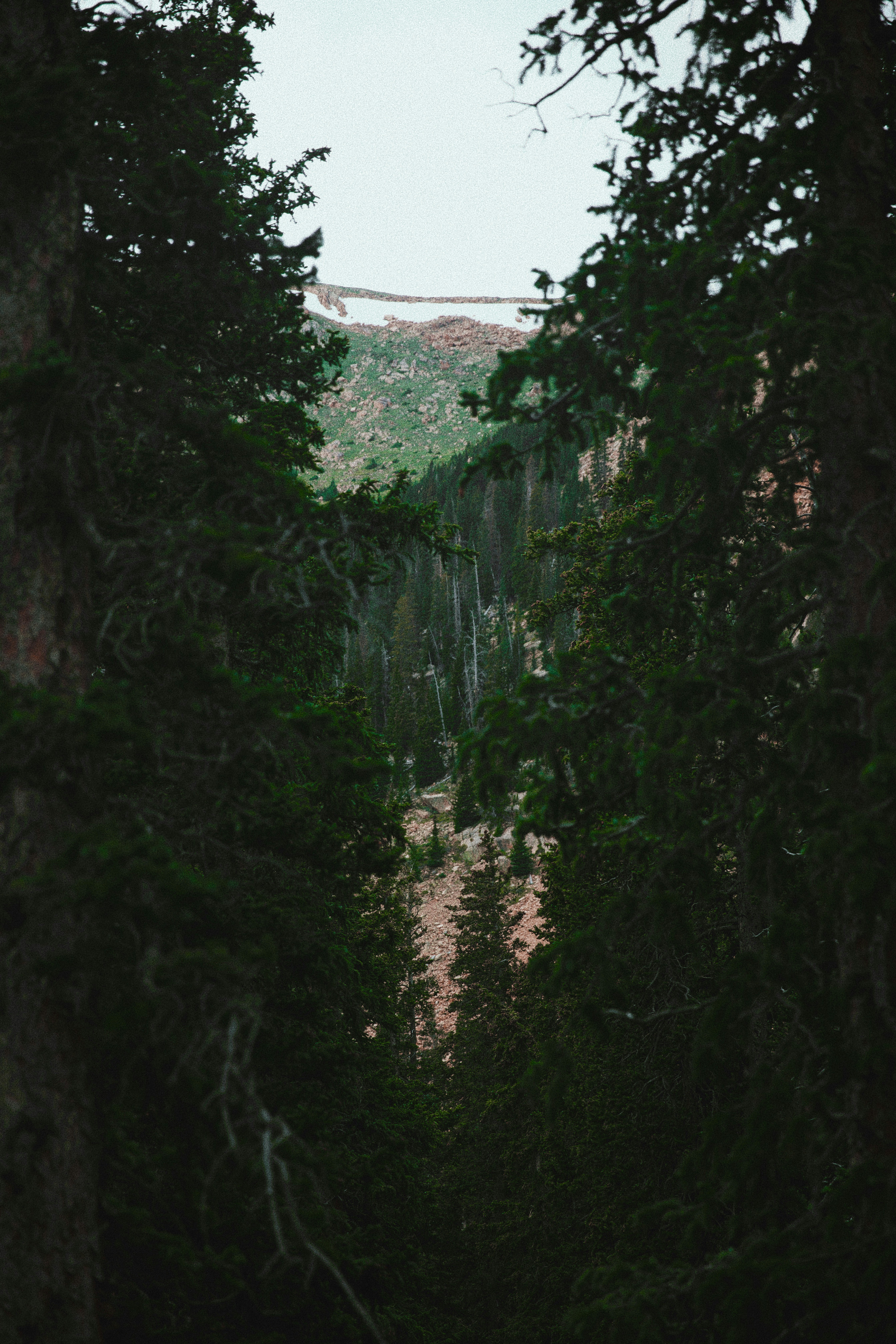 Emerald Chasm: Pines Framing a Distant Alpine Gorge