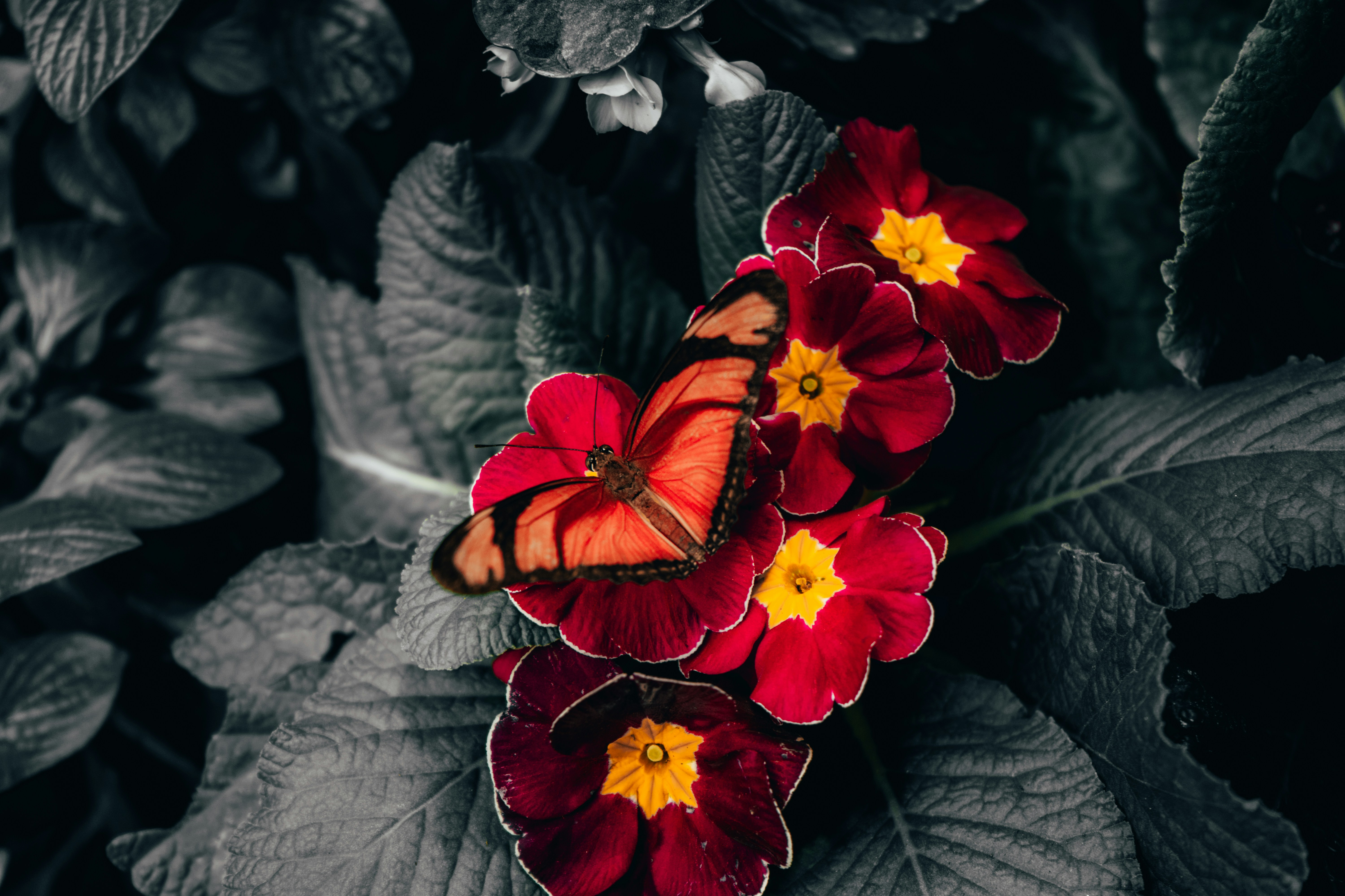 Benjamin Szabo (@szabo_beni123) | Unsplash 사진 커뮤니티