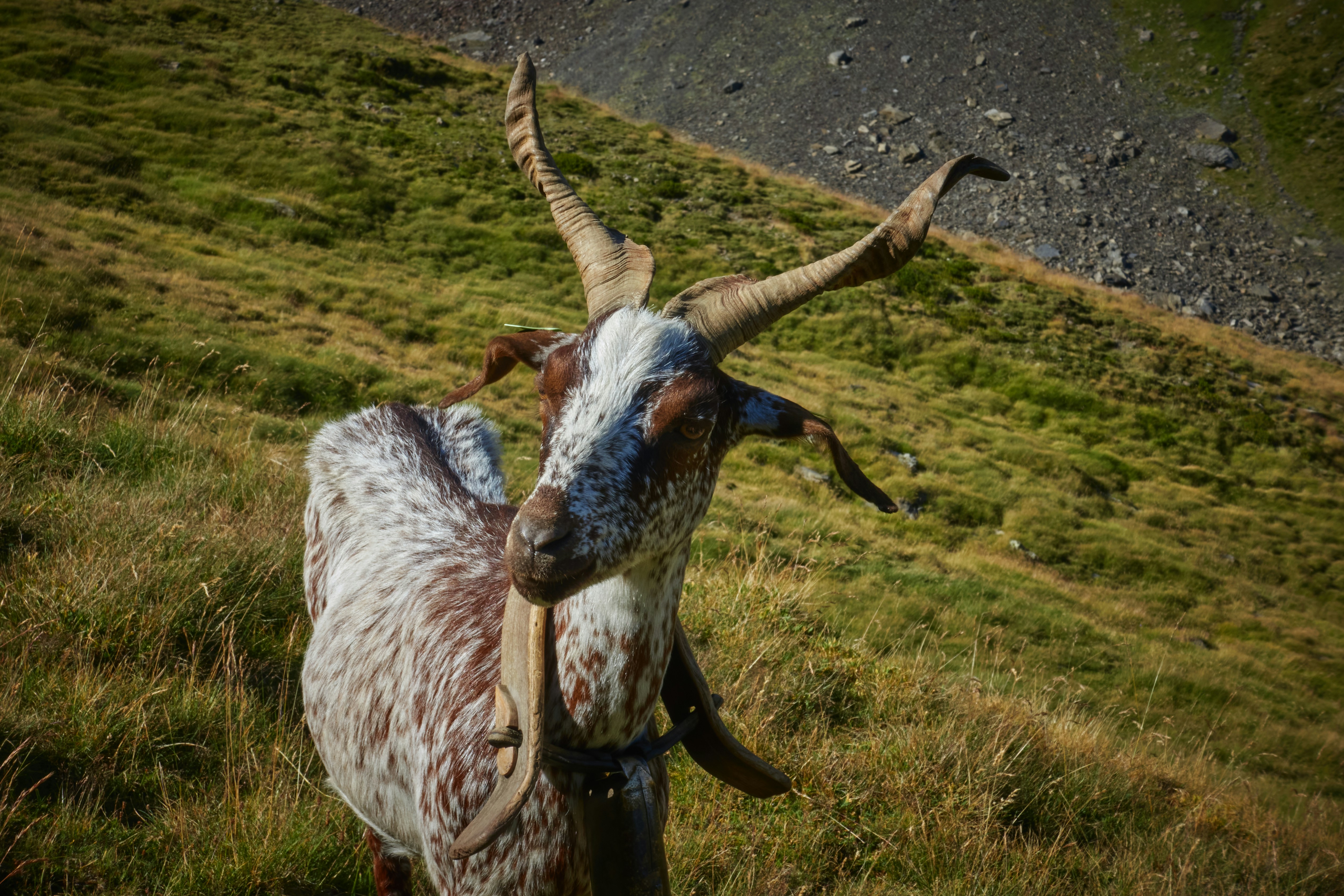 Ridge-Watcher: A Mountain Goat's Close-Up