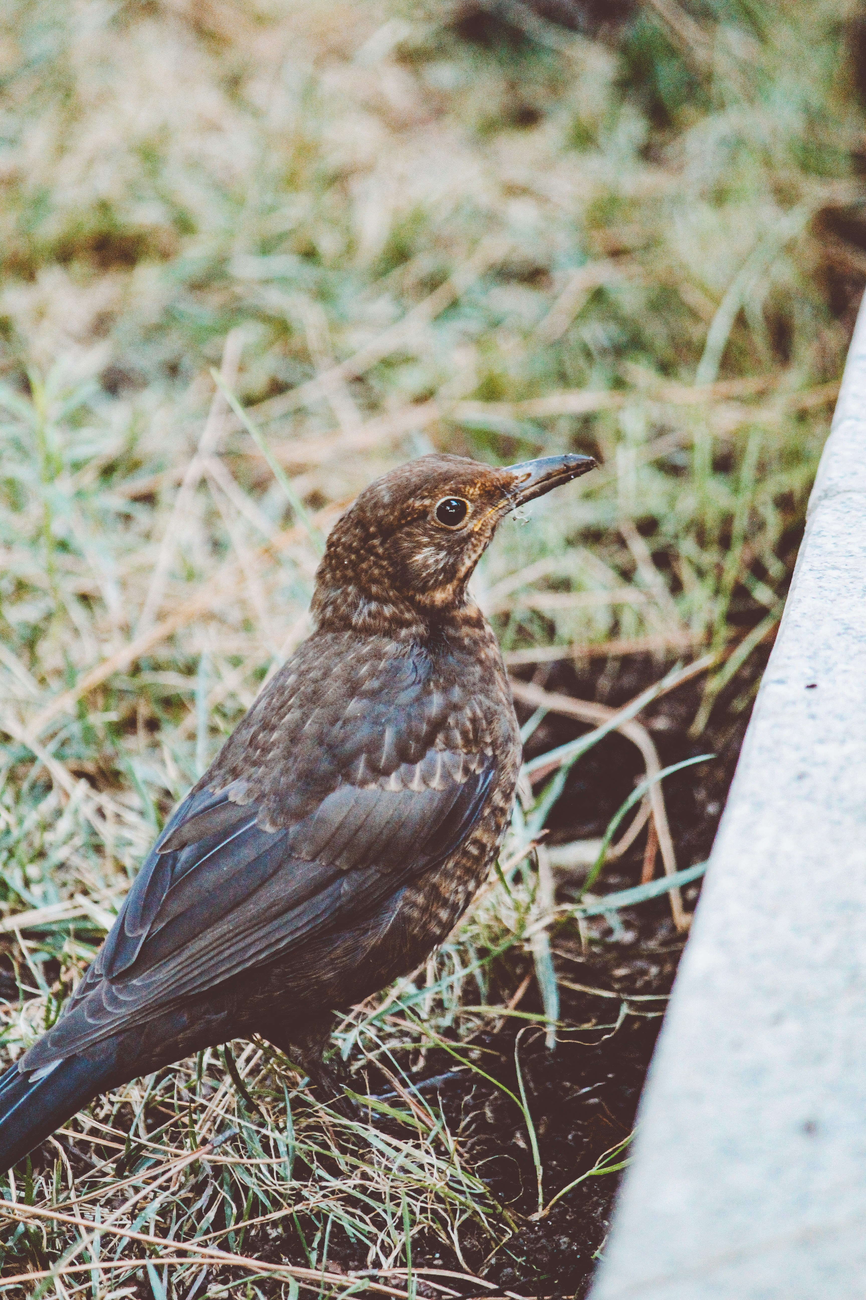 Grounded in Focus: A Perch-Claimed Robin by the Rudder of Grass