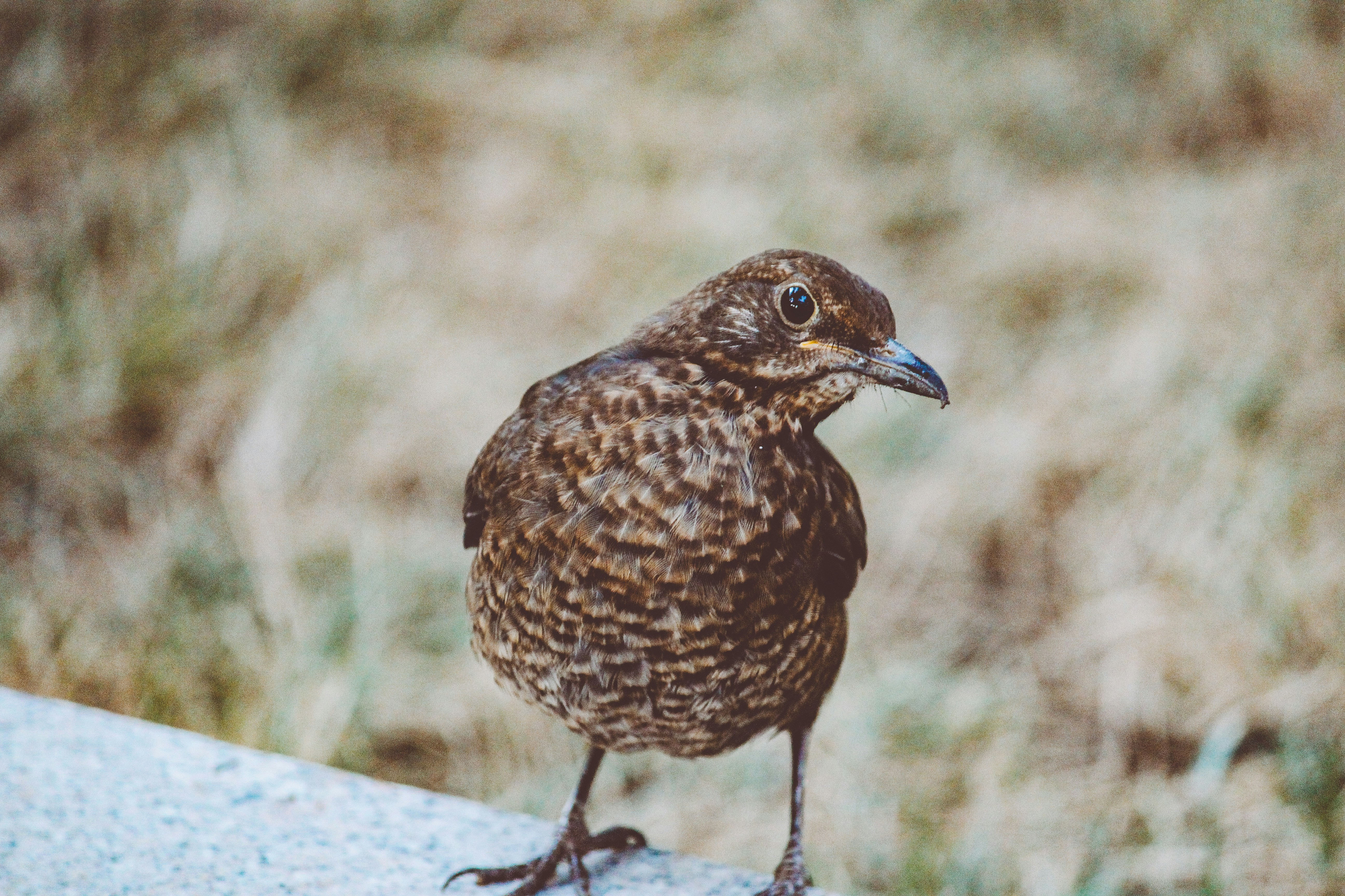 Photo by Khristina Sergeychik with Canon EOS 600D