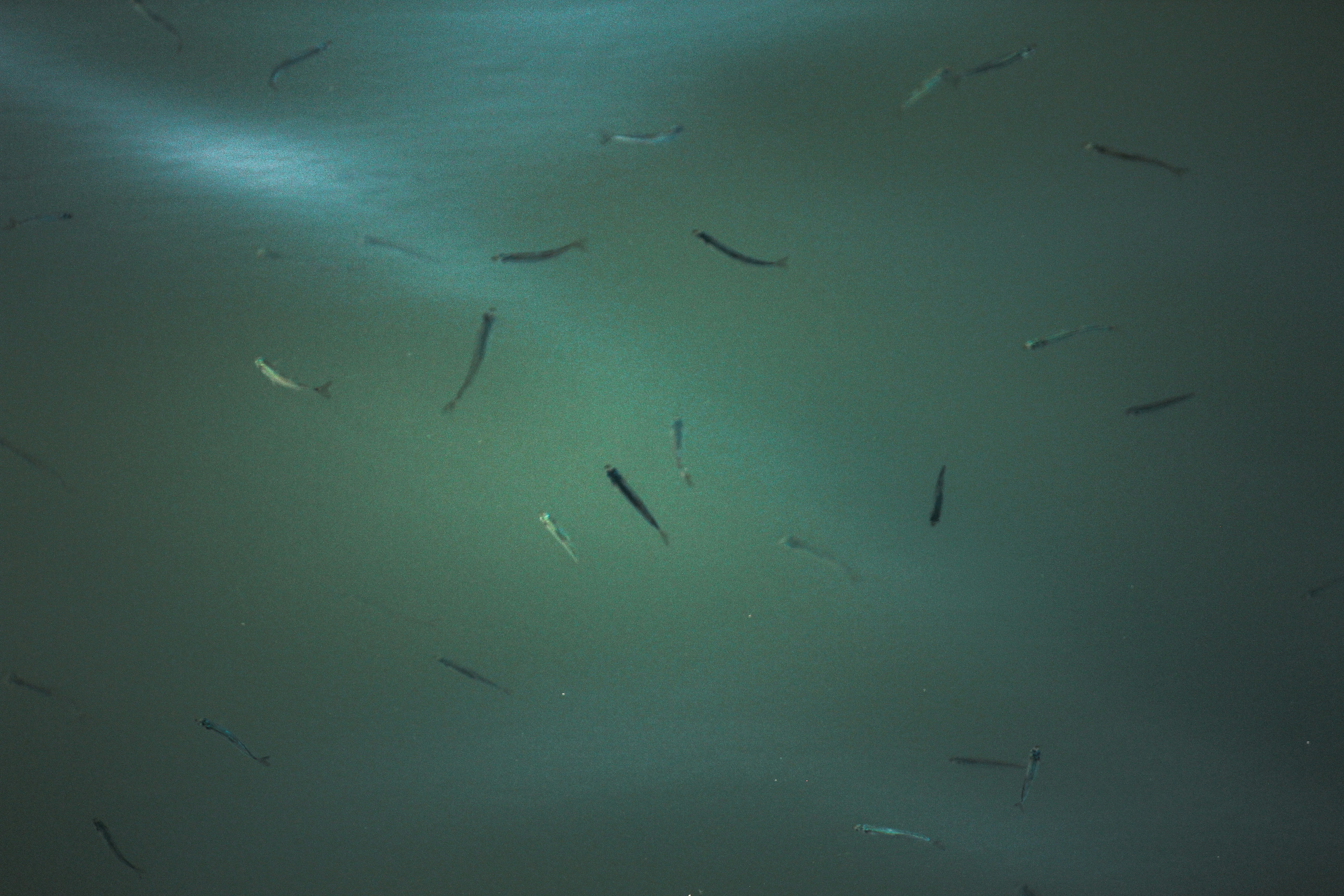 Photo by Khristina Sergeychik with Canon EOS 600D