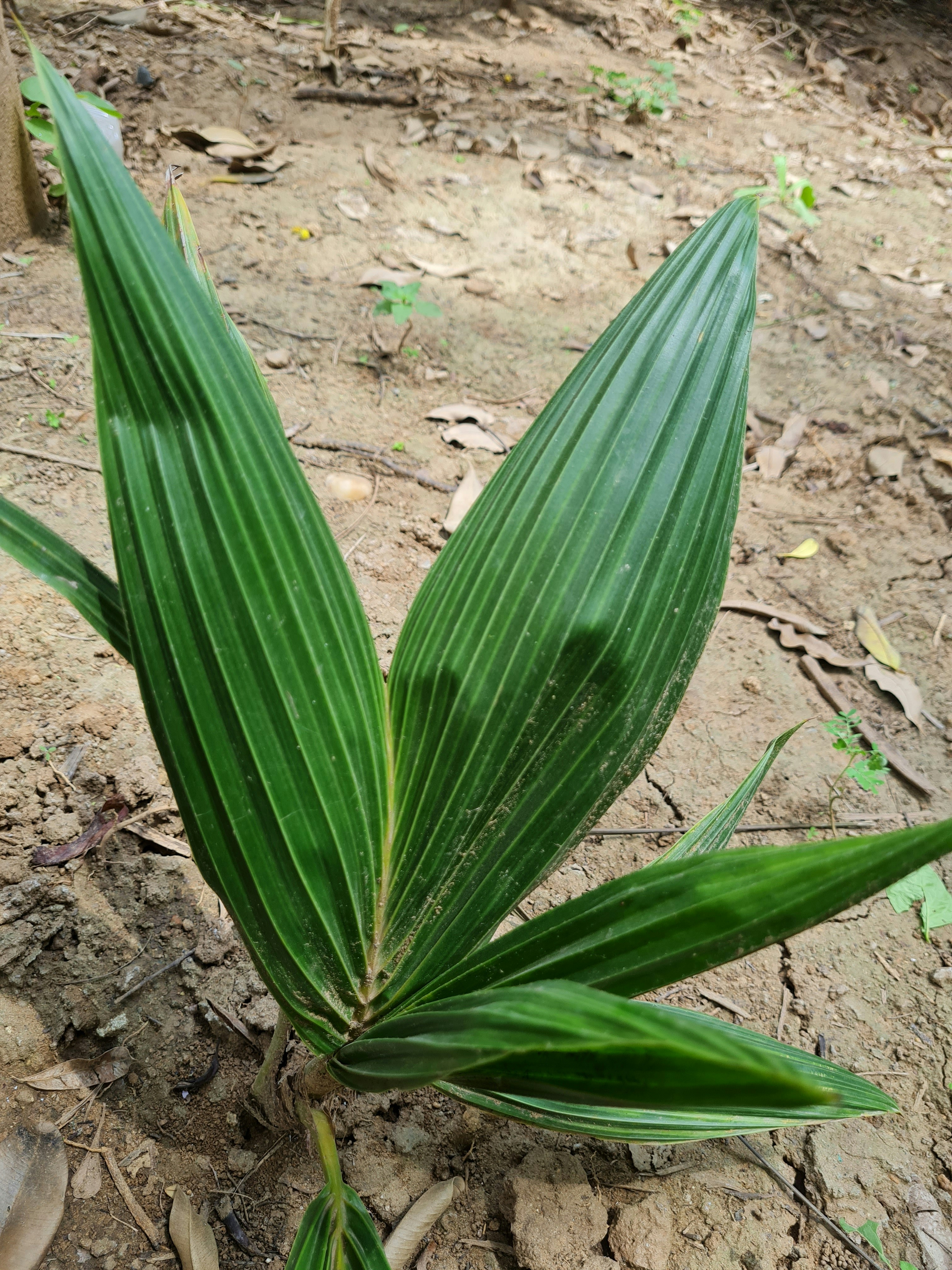 Sprout in Focus: A Young Palmlet Rises from Dusty Soil