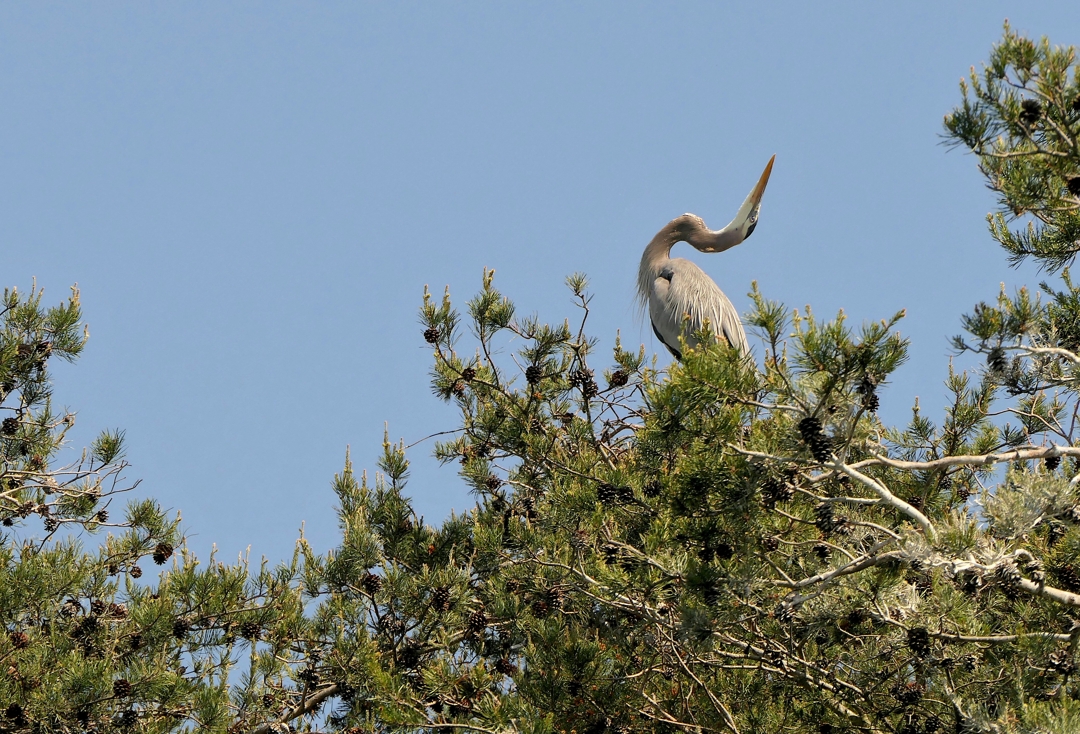 Great blue heron in nest of tree on an island in the lake