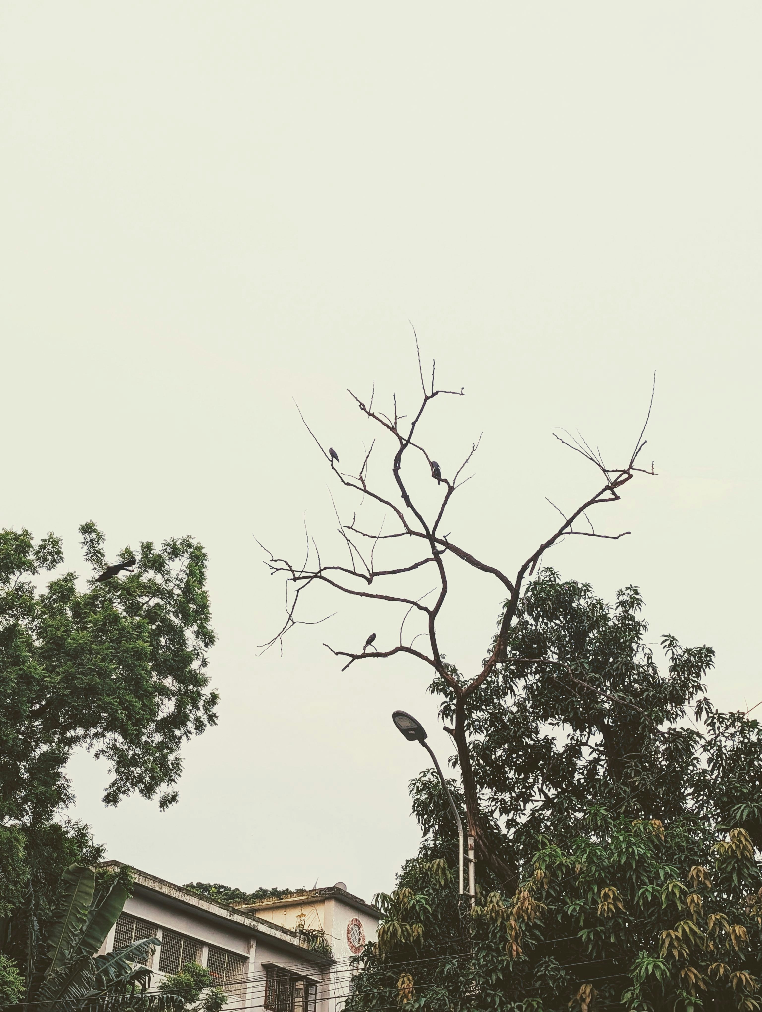 "Morning nostalgia at Dhaka University: Birds and a withered tree, a 90's scene revisited."