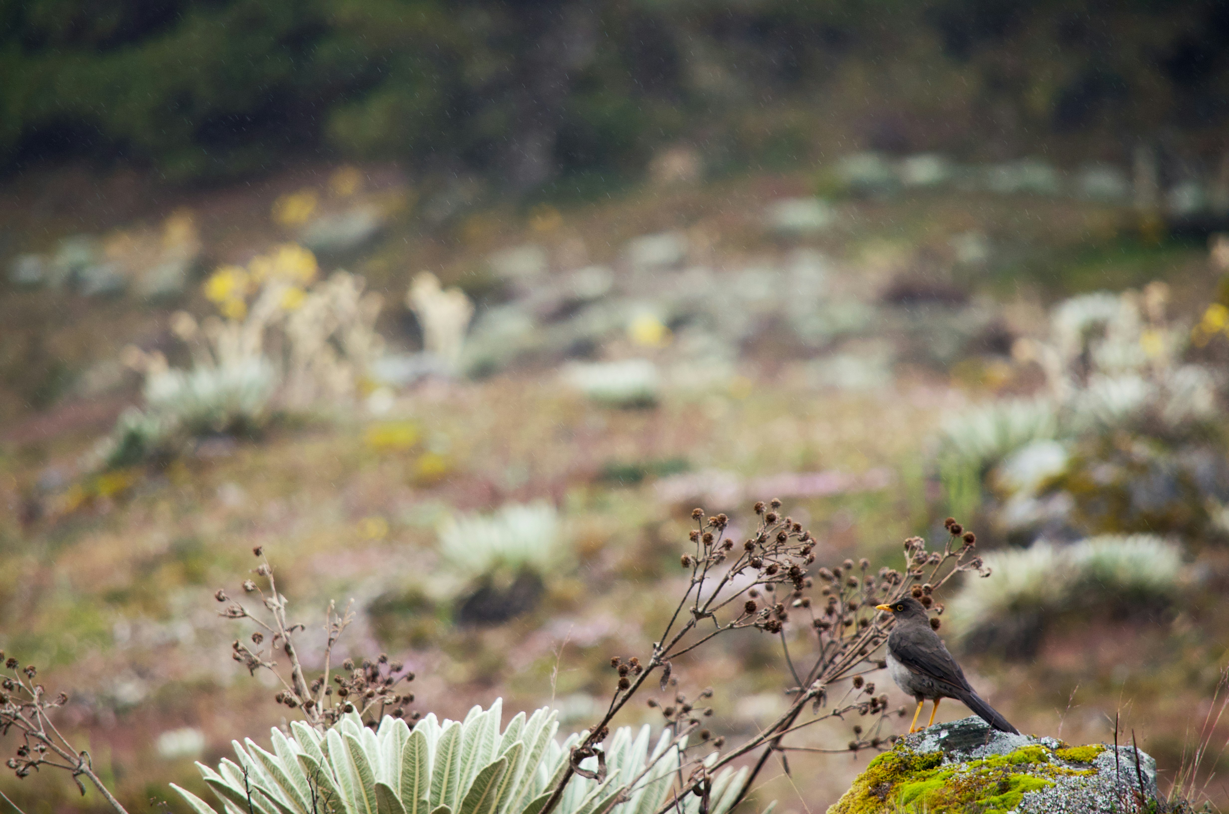 Desert Meadow Perch: A Tiny Songbird on a Mossy Rock