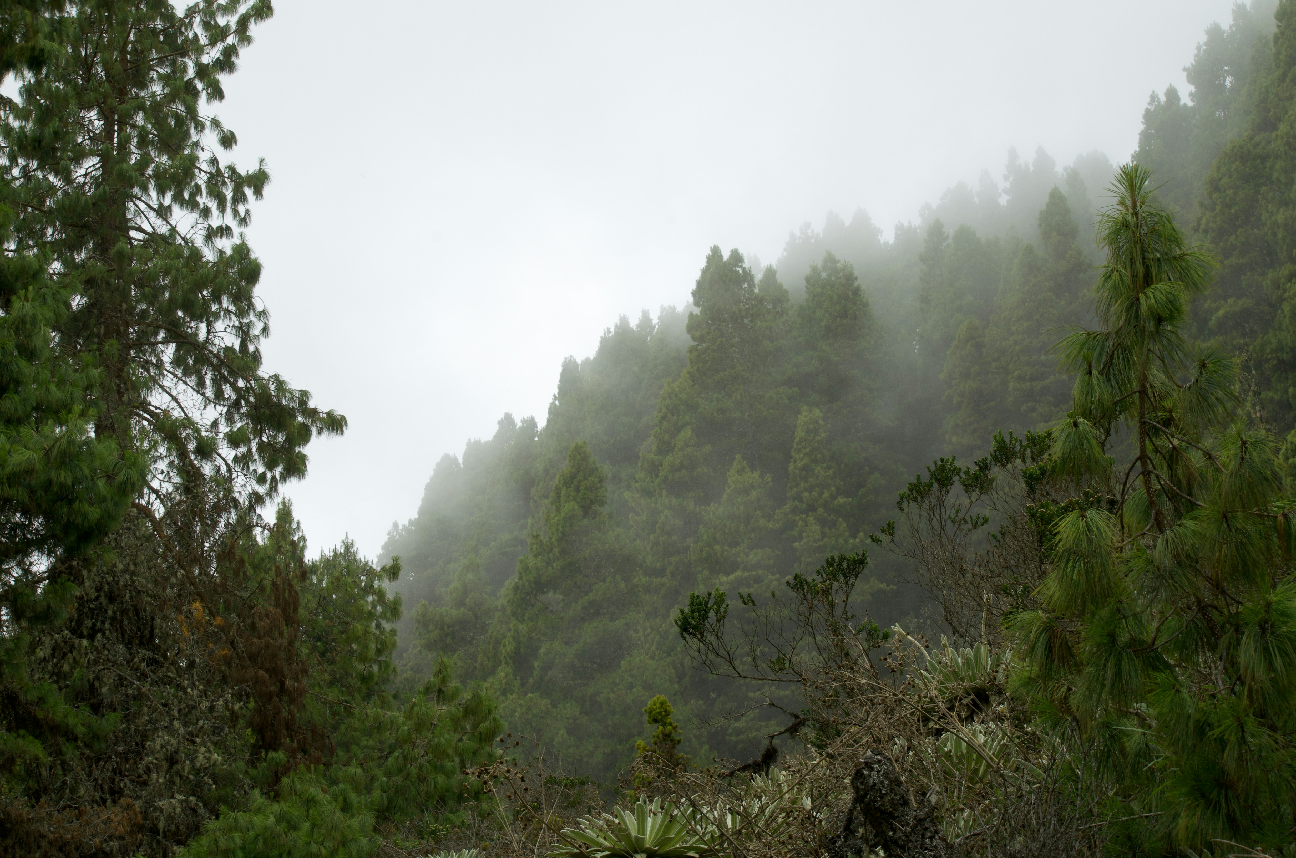 A foggy forest filled with lots of trees photo – Free Mérida Image on ...