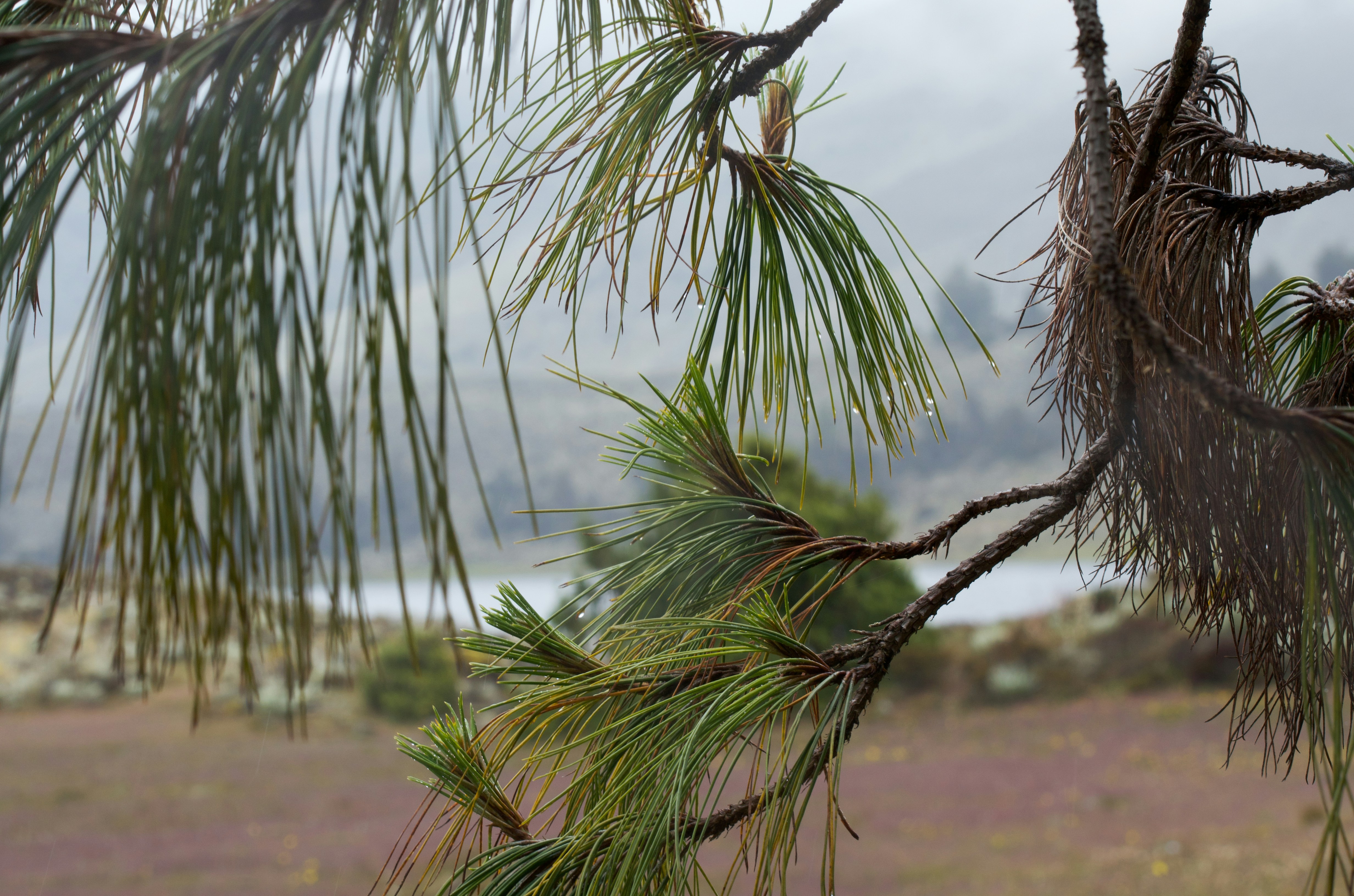 Delicate pine needles frame a serene landscape under a misty sky, highlighting the tranquility of the natural world.