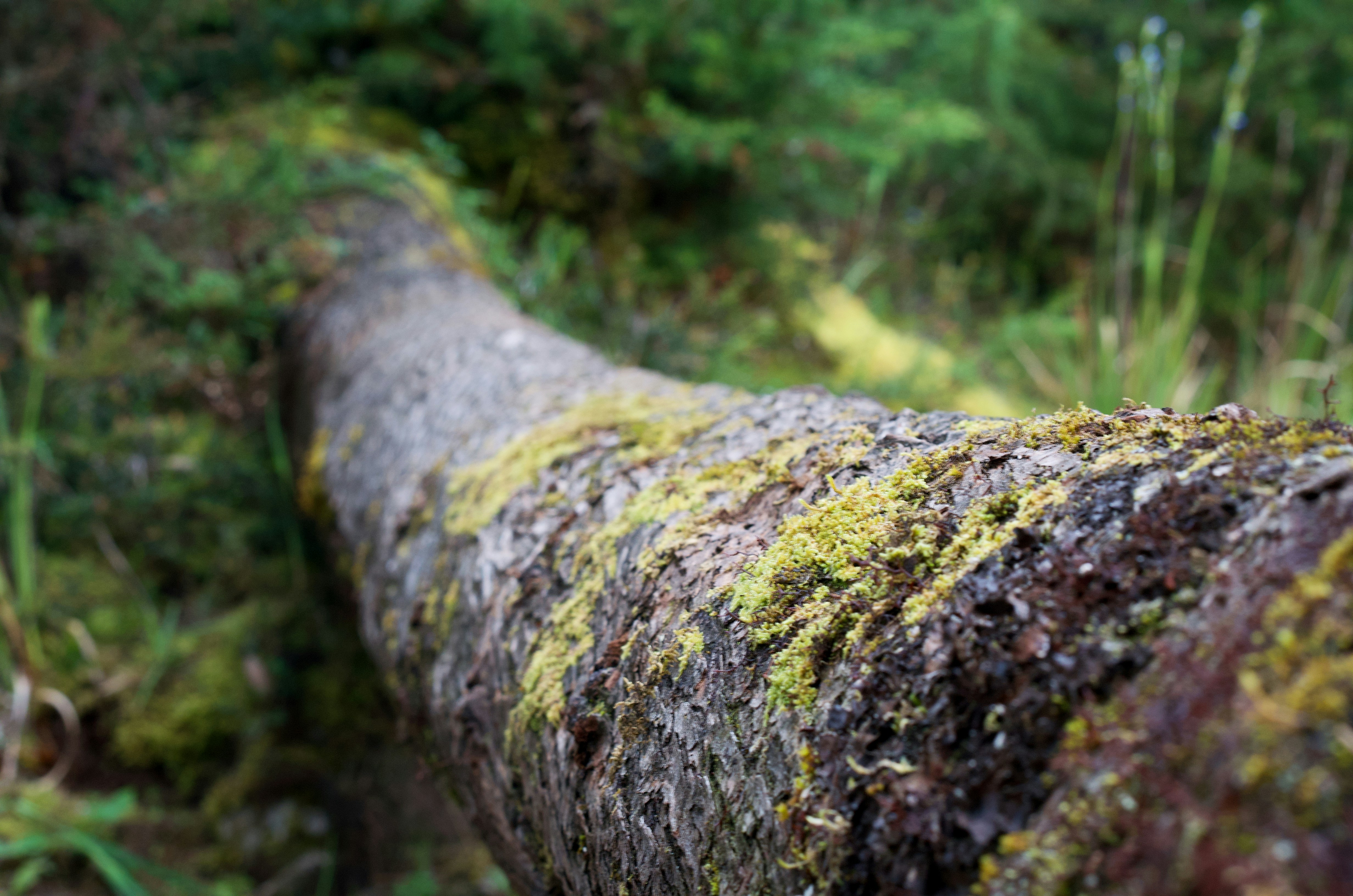 Nature's Textured Canvas: The Life of a Fallen Log