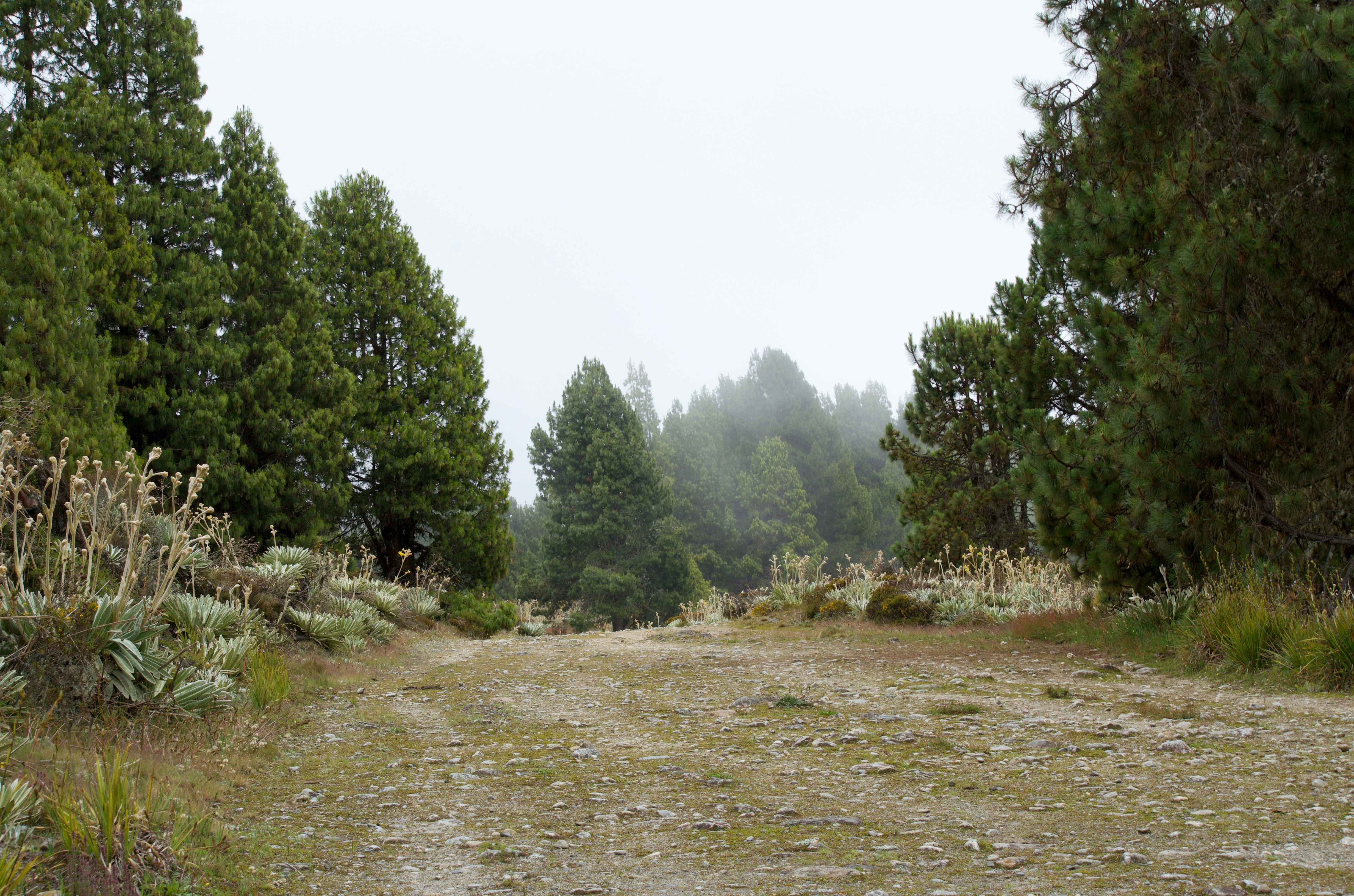Forest Road Reaches the Misty Horizon