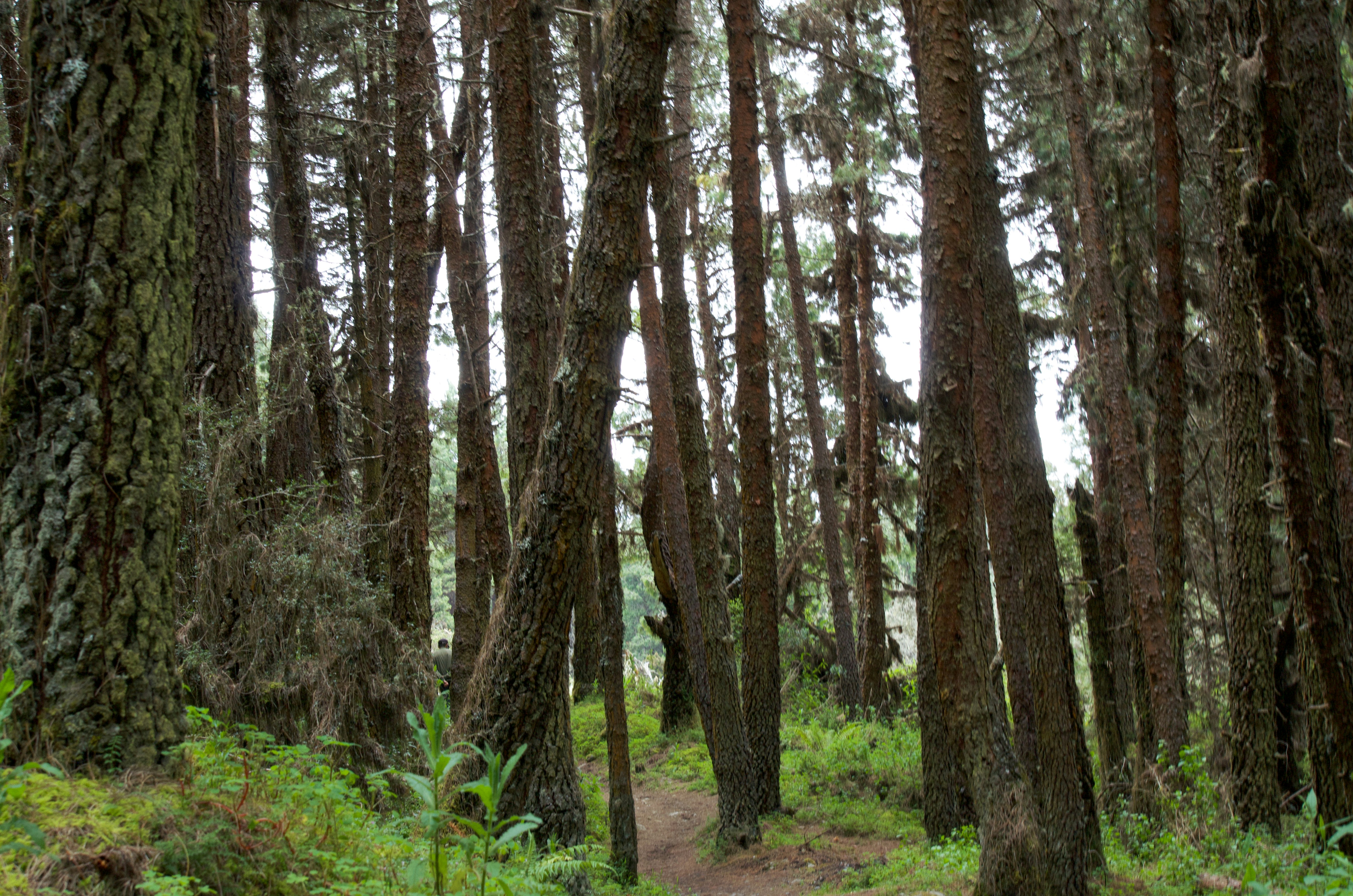 A trail in the middle of a forest with lots of trees photo – Free ...