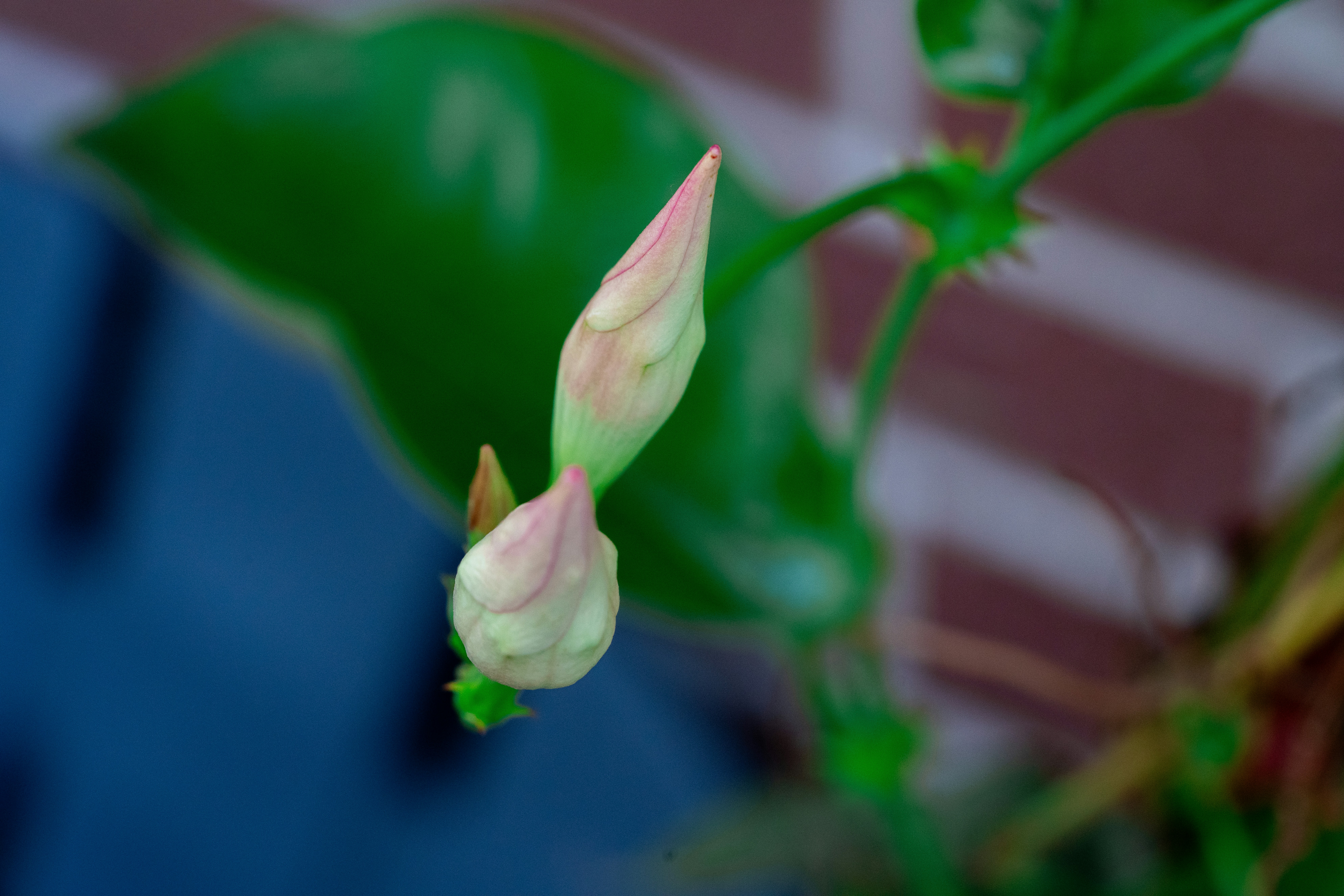 Bud of Promise: a Tender Pink Hue against a Brick Backdrop