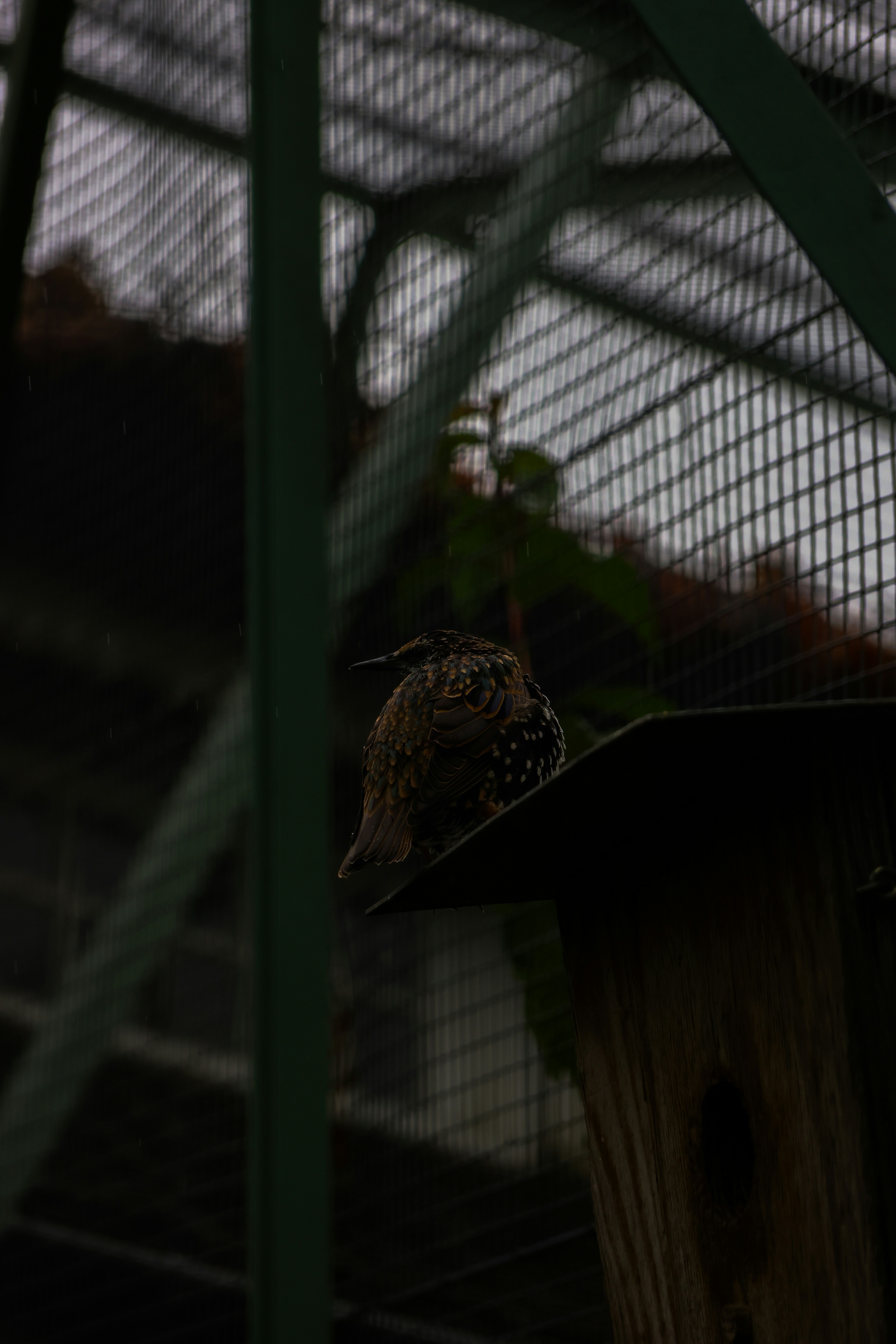 Speckled Sentinel on a Weathered Perch Behind Green Mesh