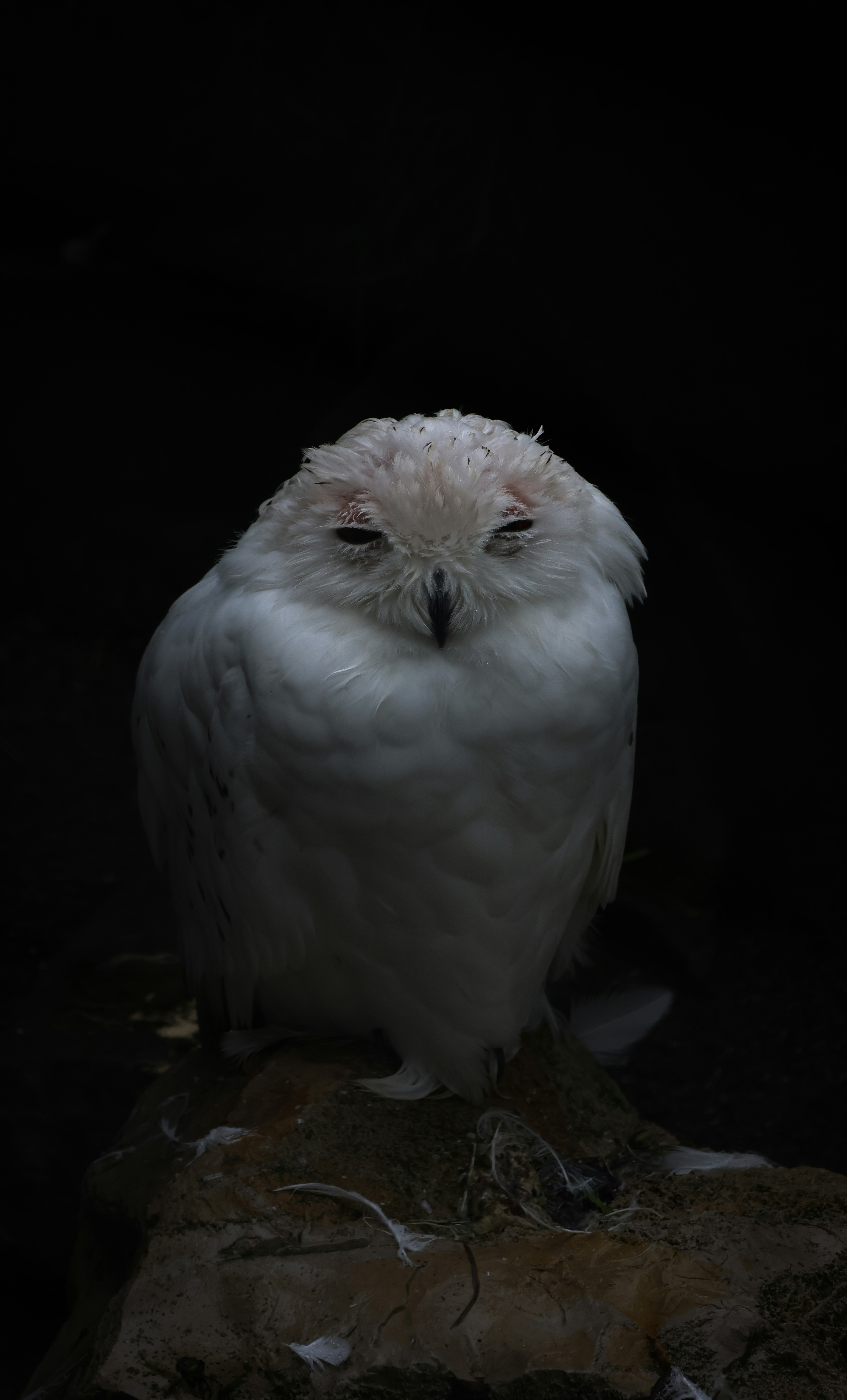Midnight Vigil: Snowy Owl Quietly Perched in a Shadowed Nook