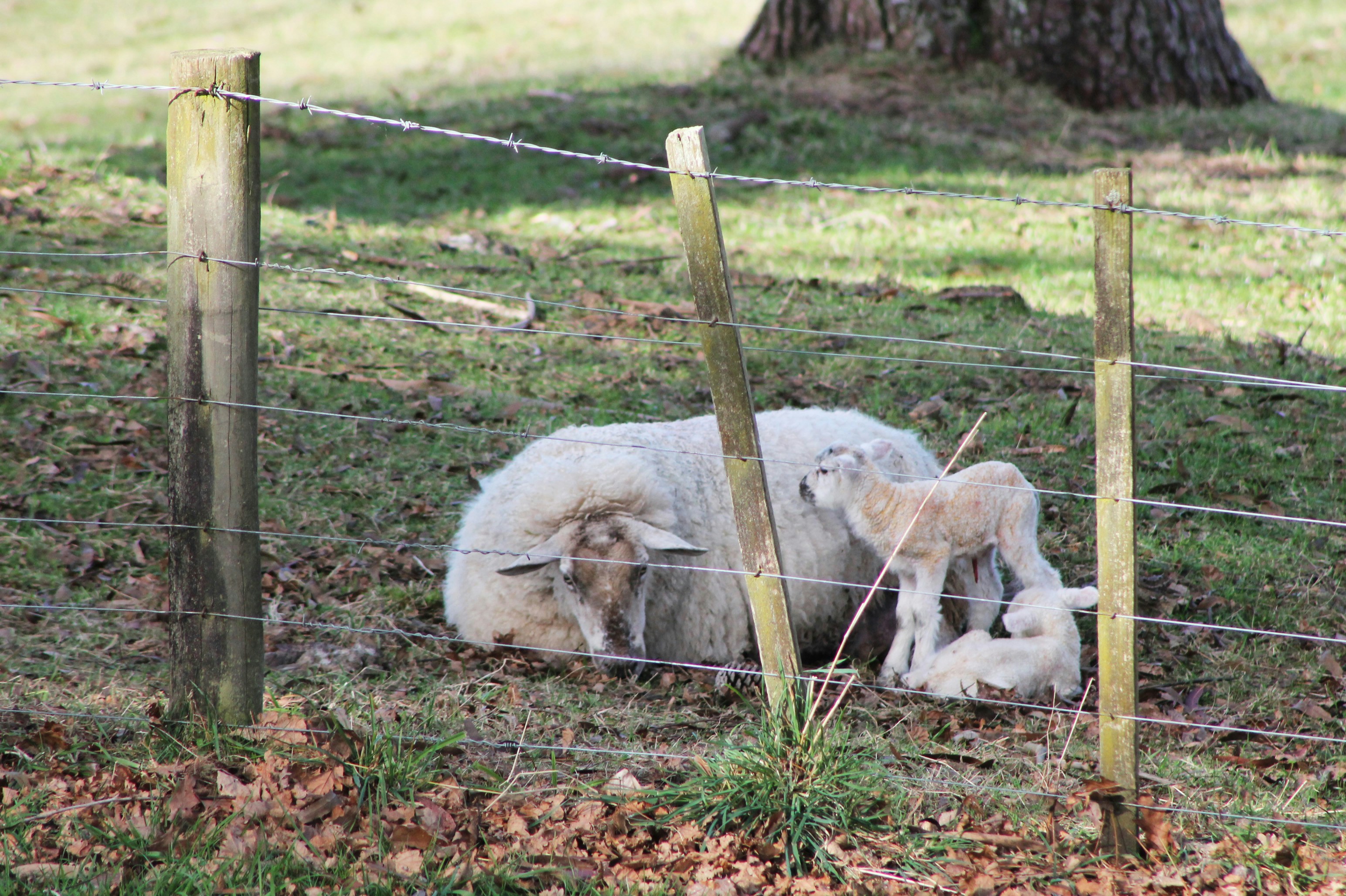 Pasture Pups at Rest: Two Sheepdogs Behind a Weathered Fence