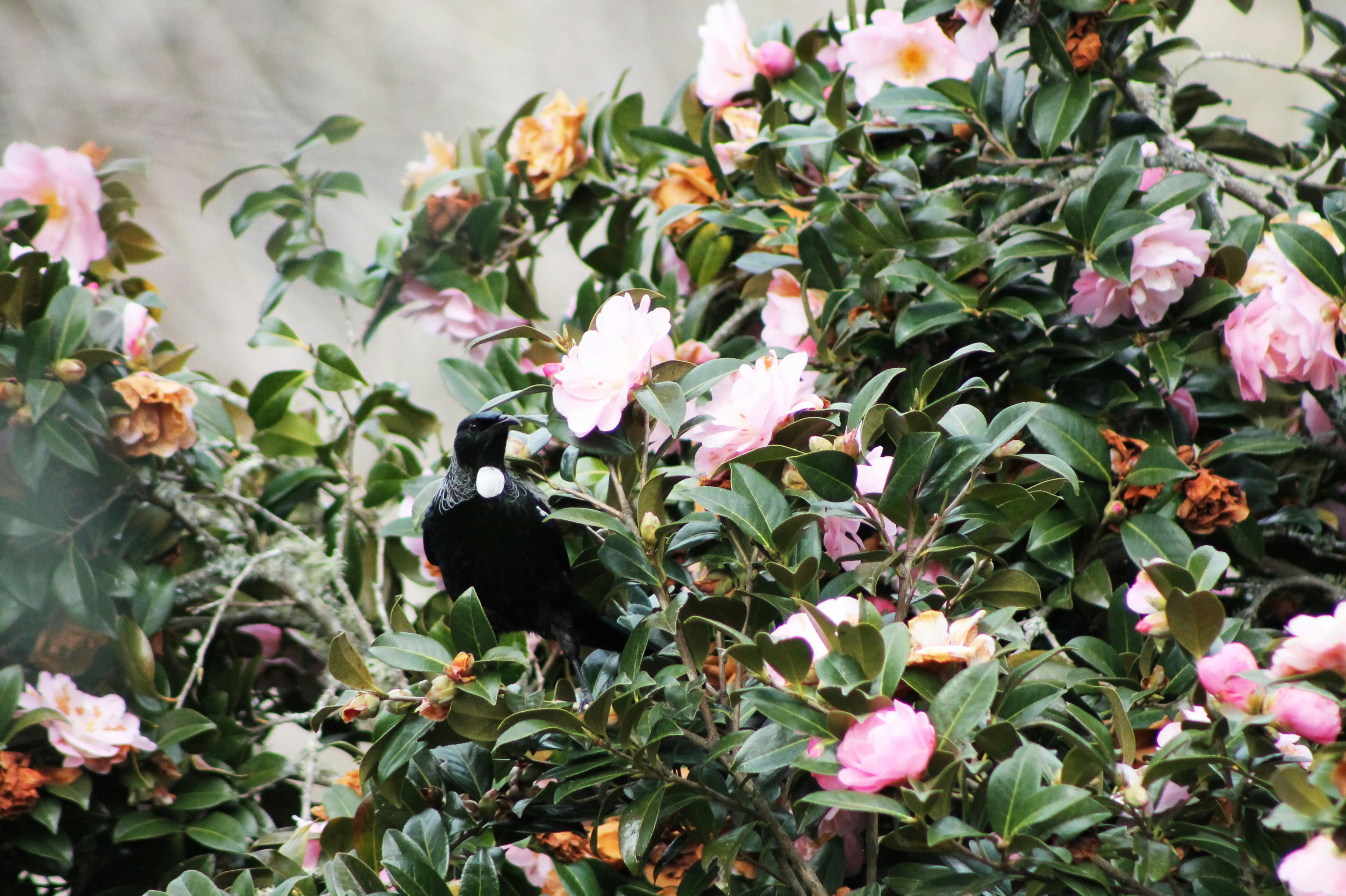 A black bird sitting on top of a tree filled with pink flowers photo ...