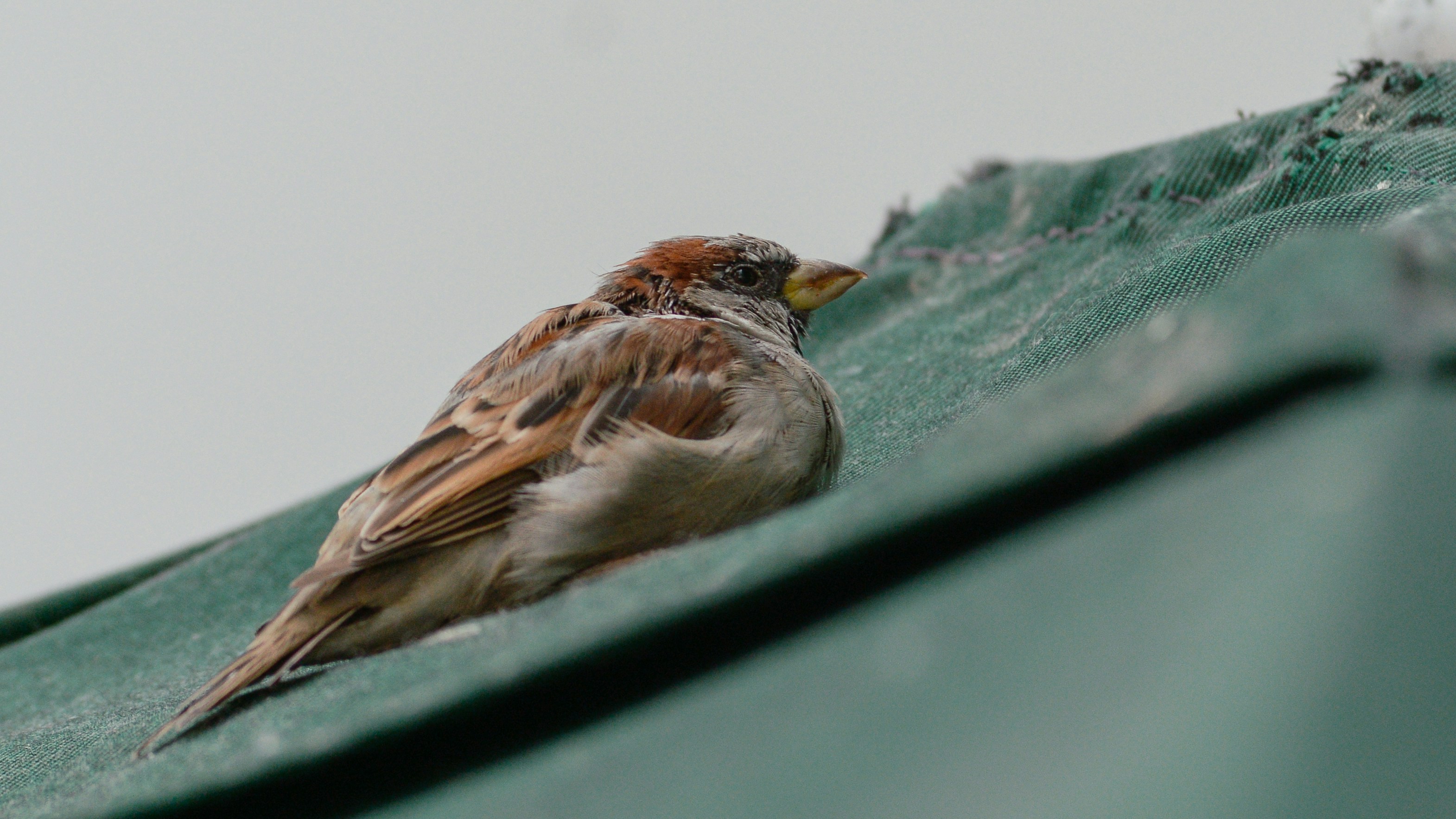 Perch on a Green Slope: A Sparrow's Quiet Moment