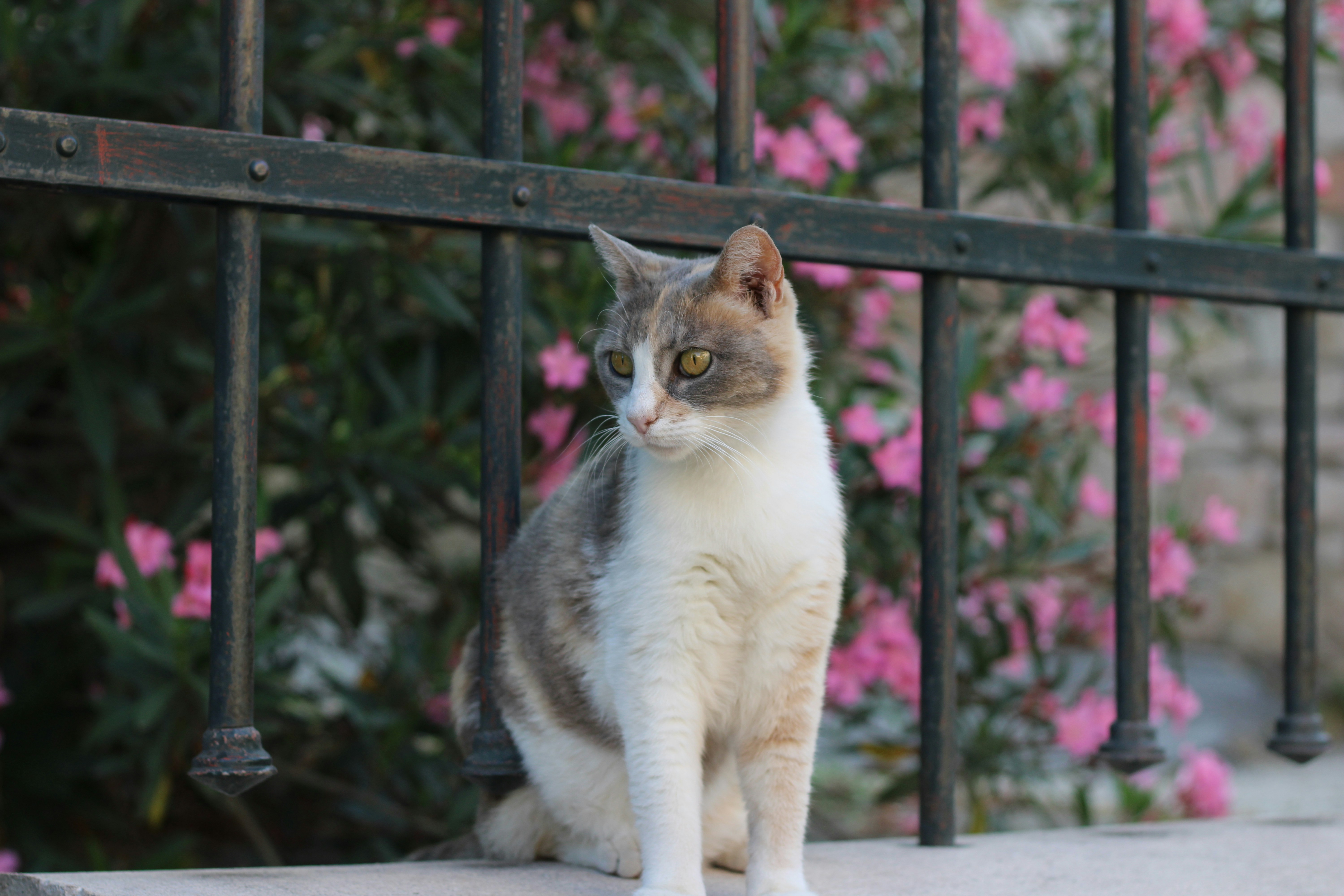 Cat at the Gate: Quiet Watcher Among Pink Bougainvillea