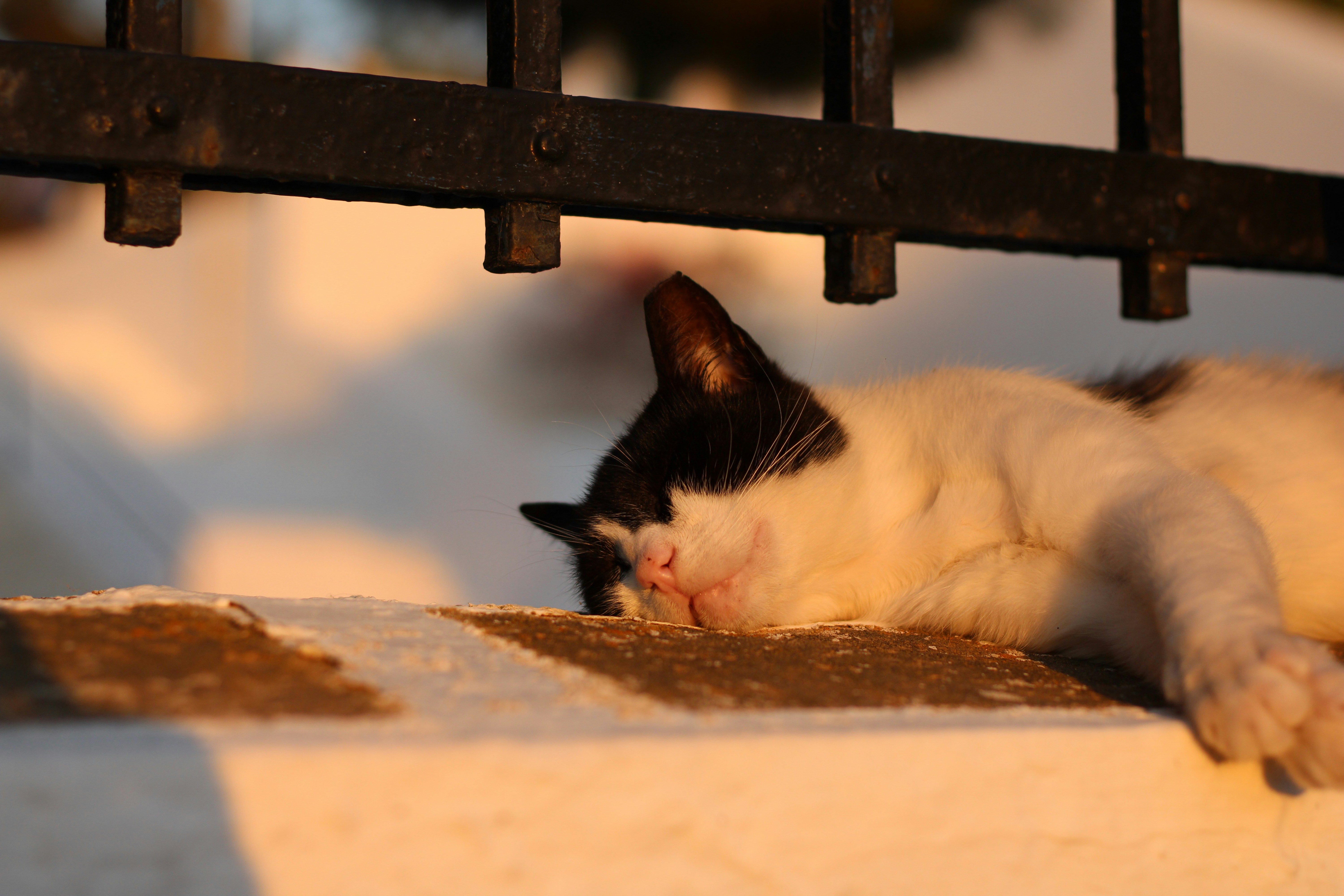 Sunlit Paws: A Tranquil Kitten Doze Beneath a Rusted Railing