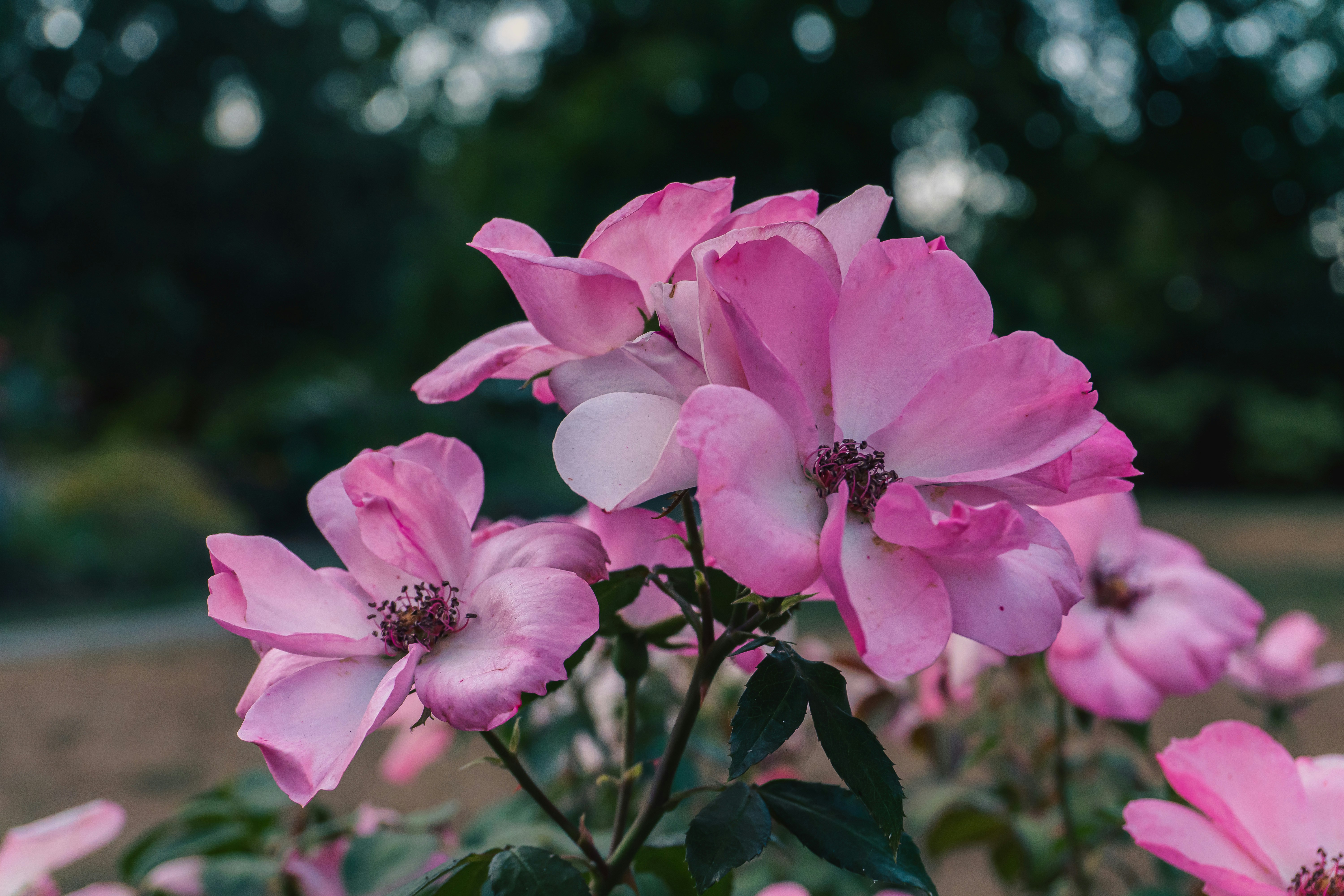 Un bouquet de fleurs roses qui fleurissent photo – Photo Fleur Gratuite ...
