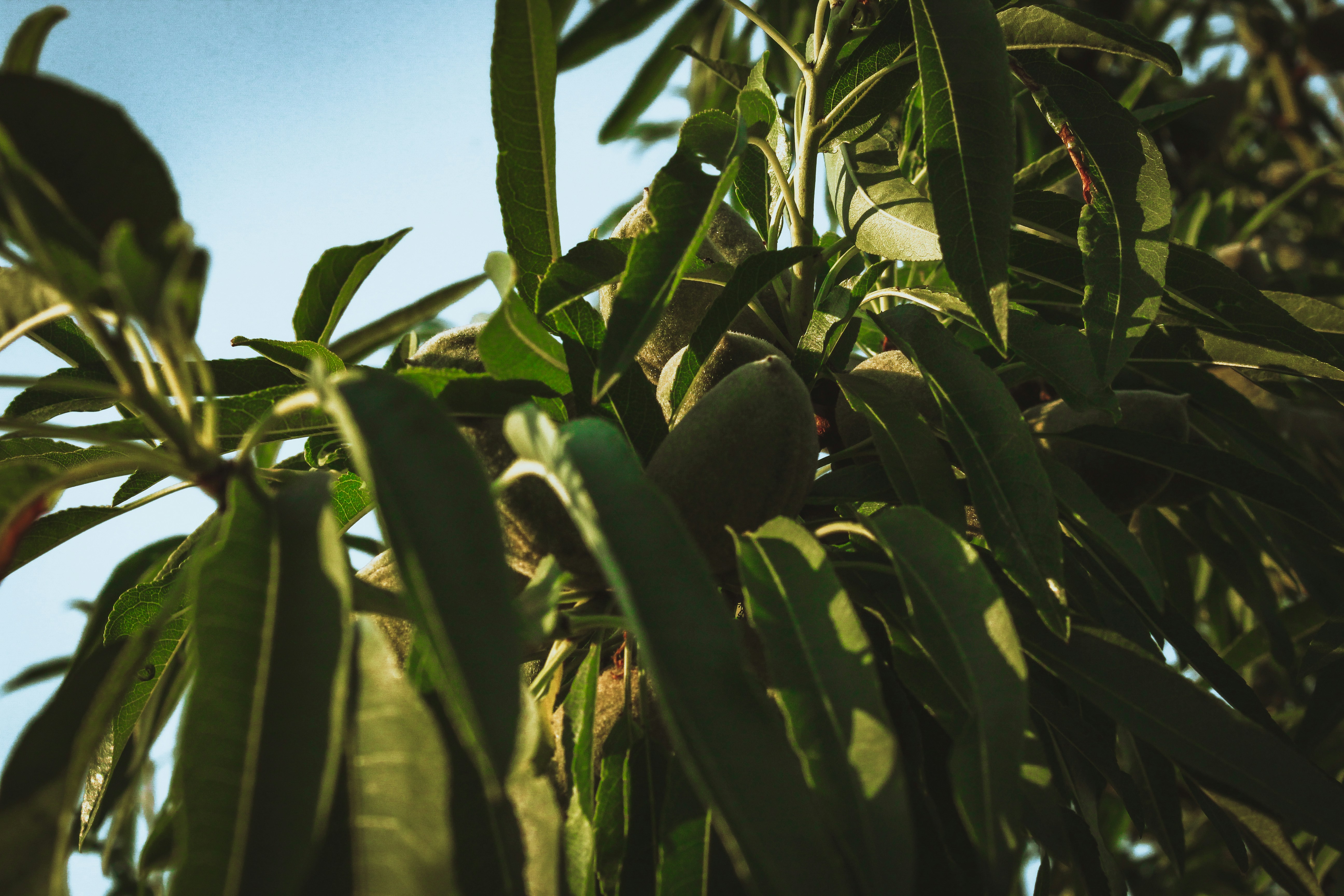 A tree filled with lots of green leaves photo – Free Săcueni Image on ...