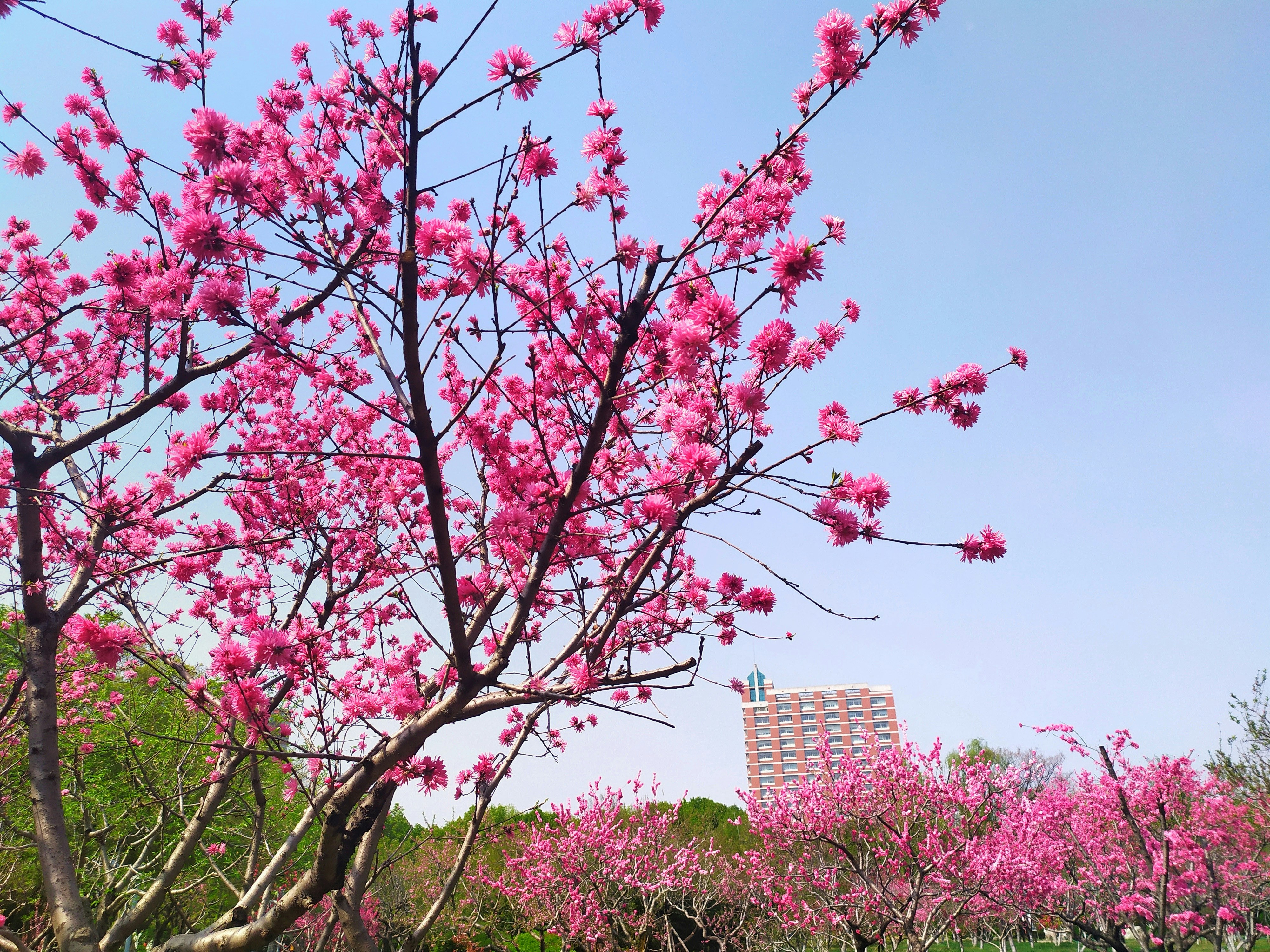 City in Bloom: Pink Canopy Framing Skyscrapers