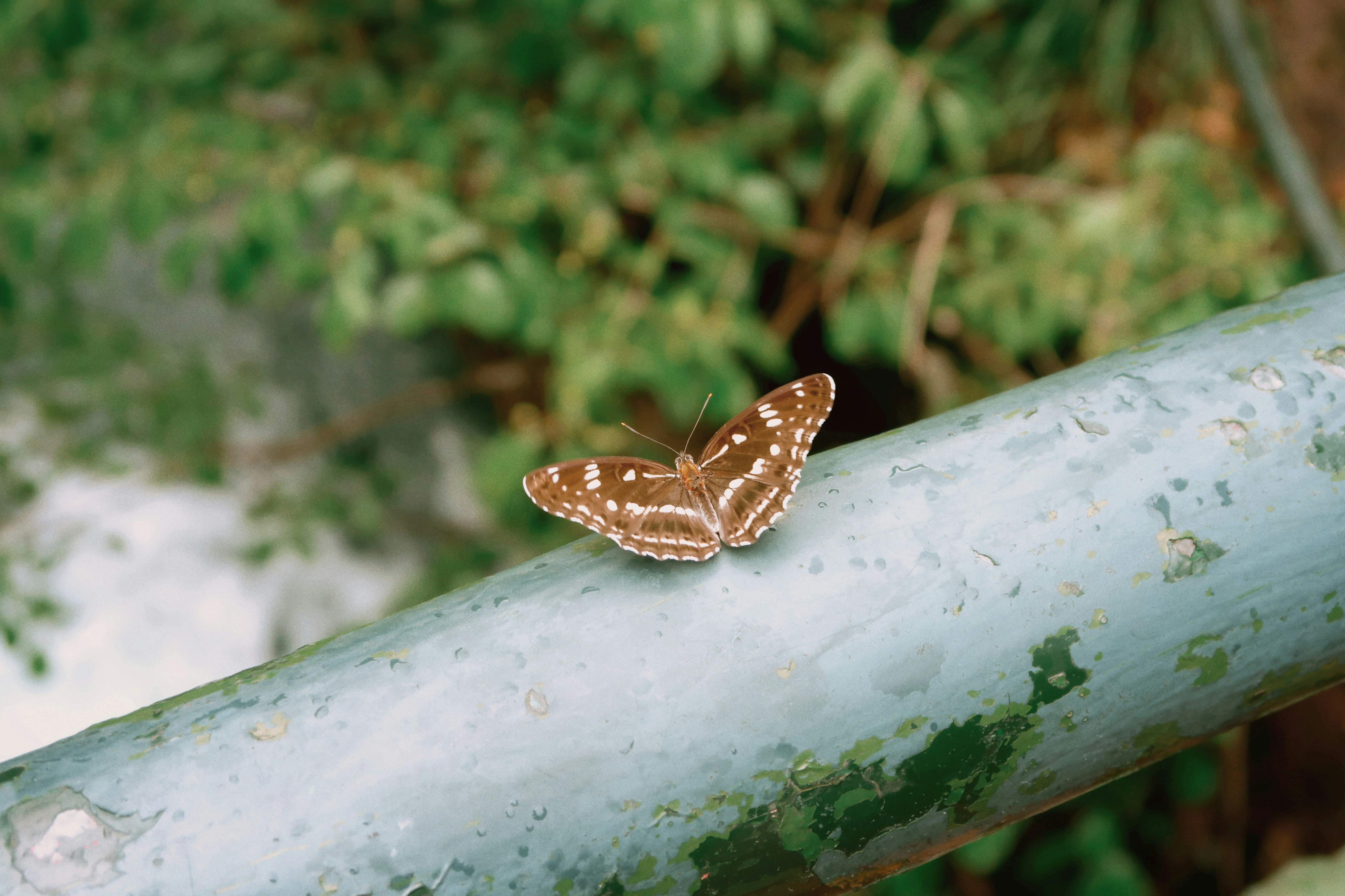 Winged Moment on a Weathered Rail: A Brown Butterfly in Soft Focus