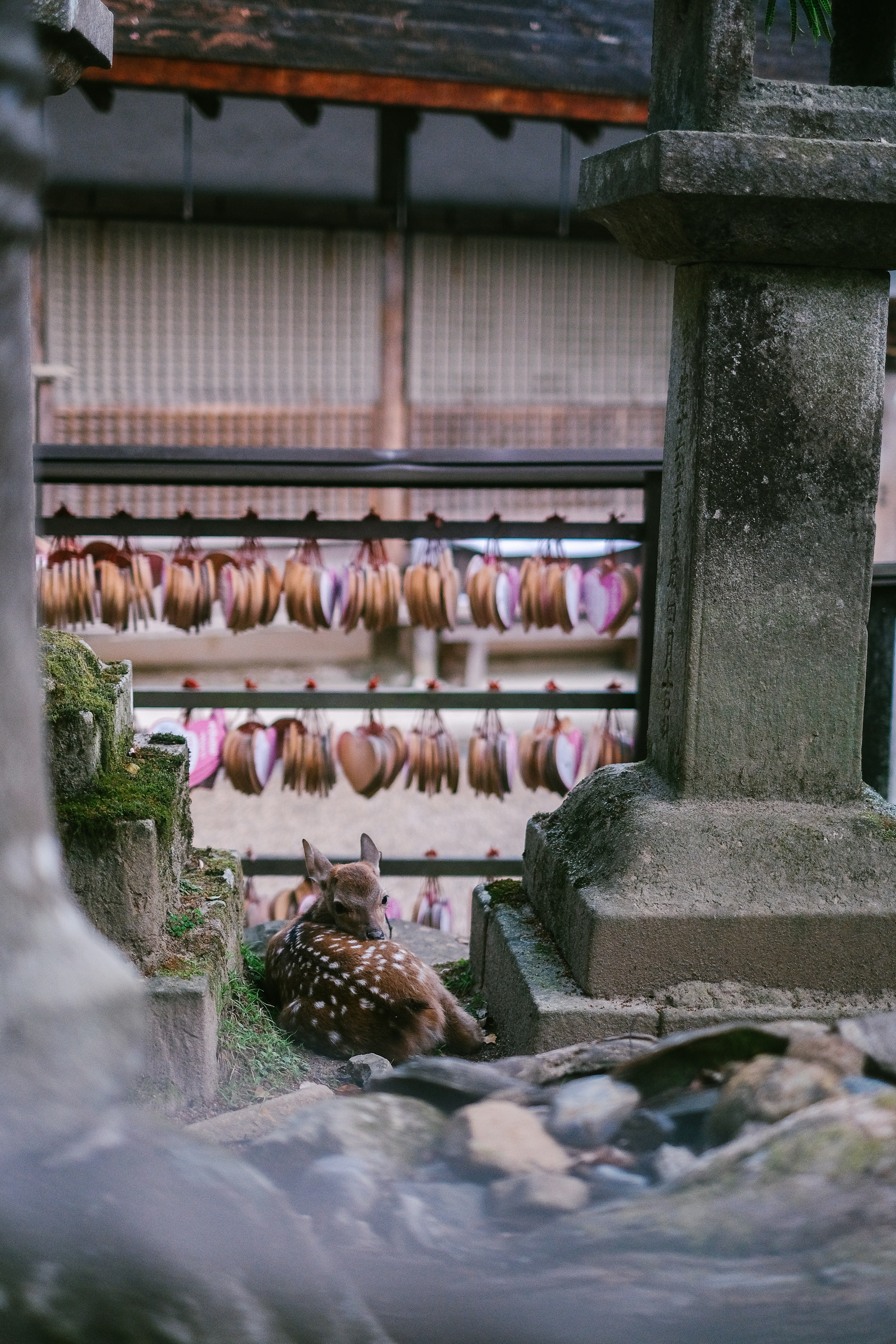 Fawn at Rest: Tranquility Between Mossy Lanterns in a Temple Courtyard