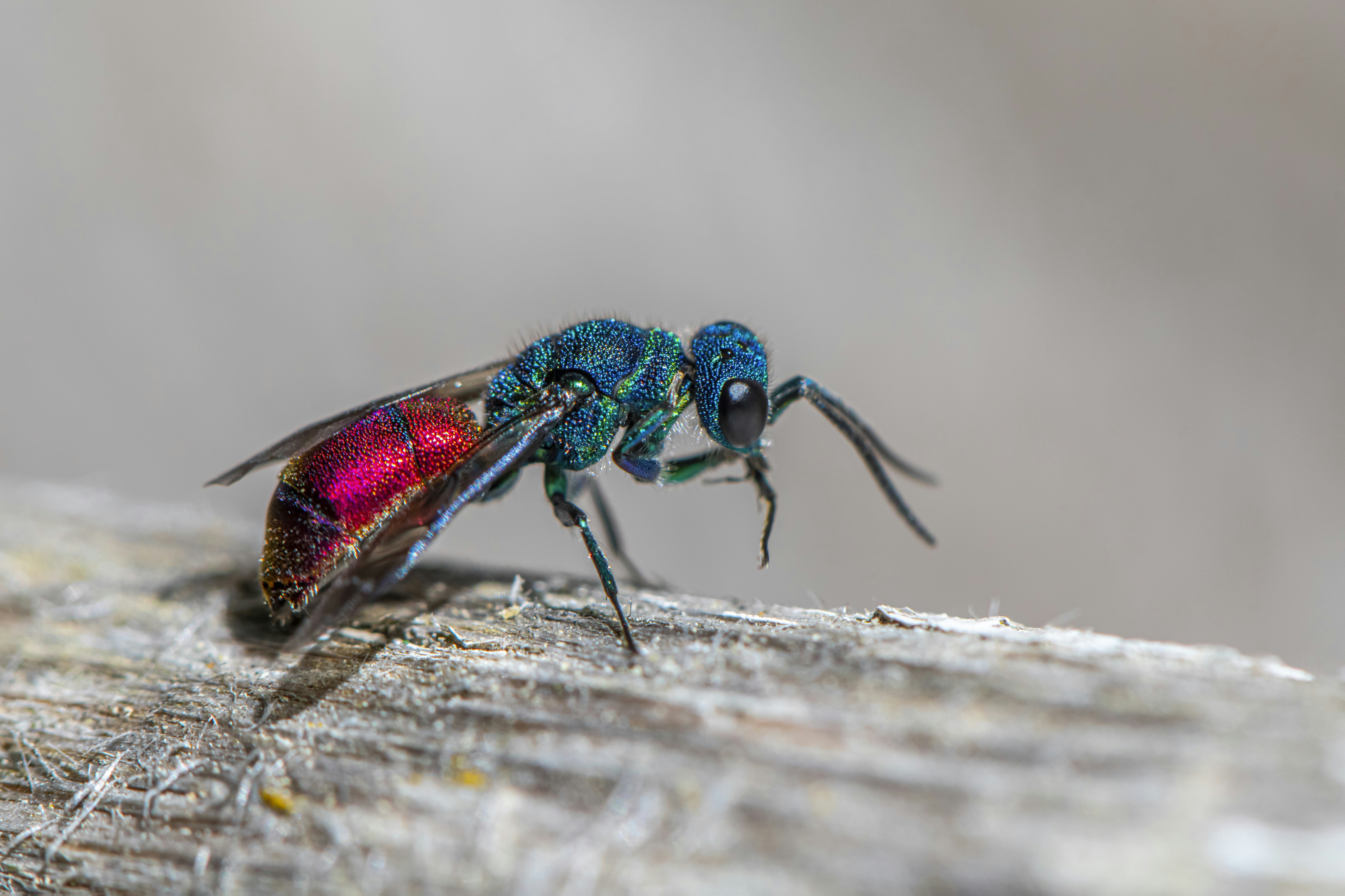 Un primer plano de un insecto colorido en un trozo de madera foto ...