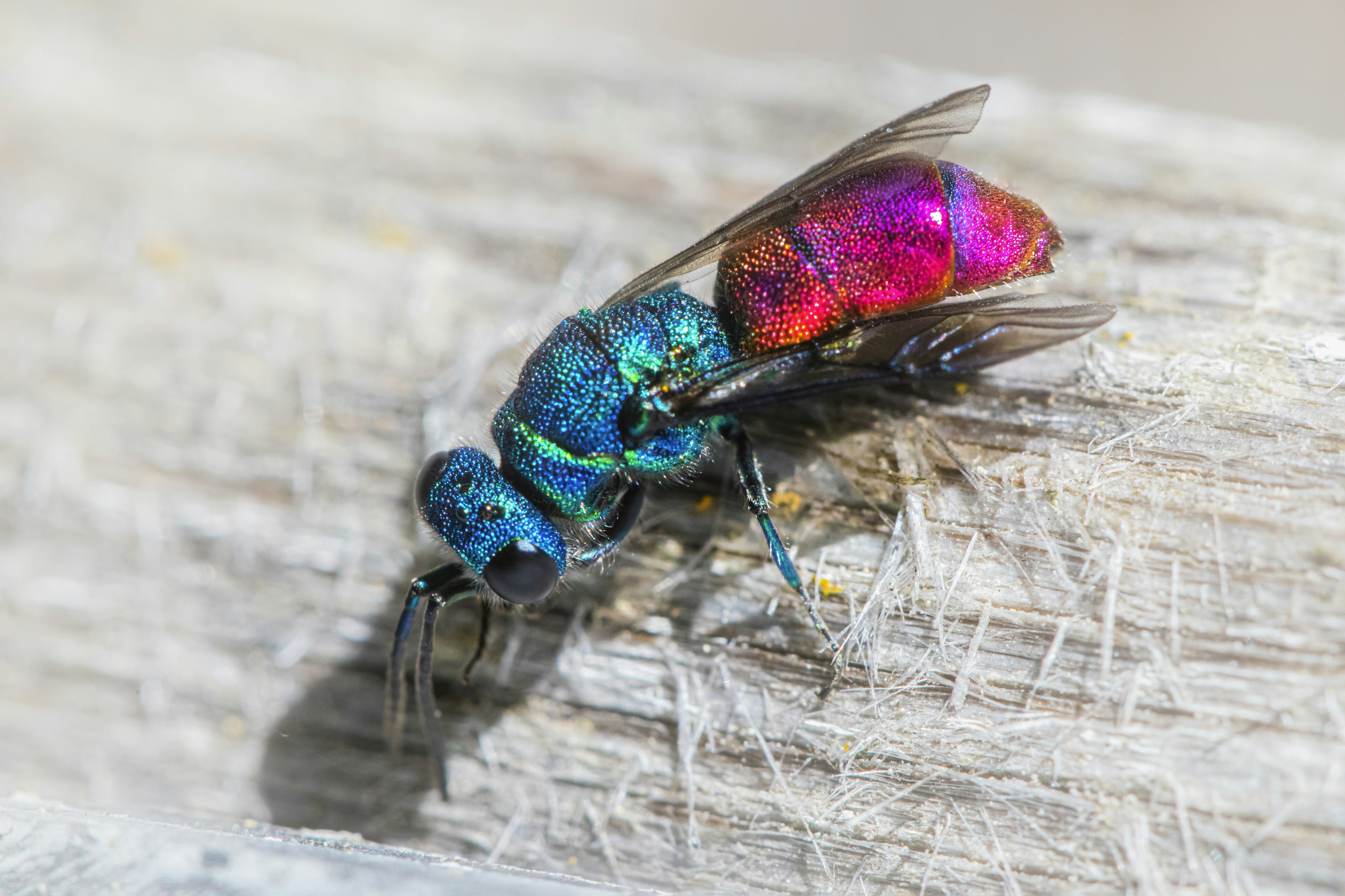 Una mosca colorida sentada en un trozo de madera foto – Imagen de ...