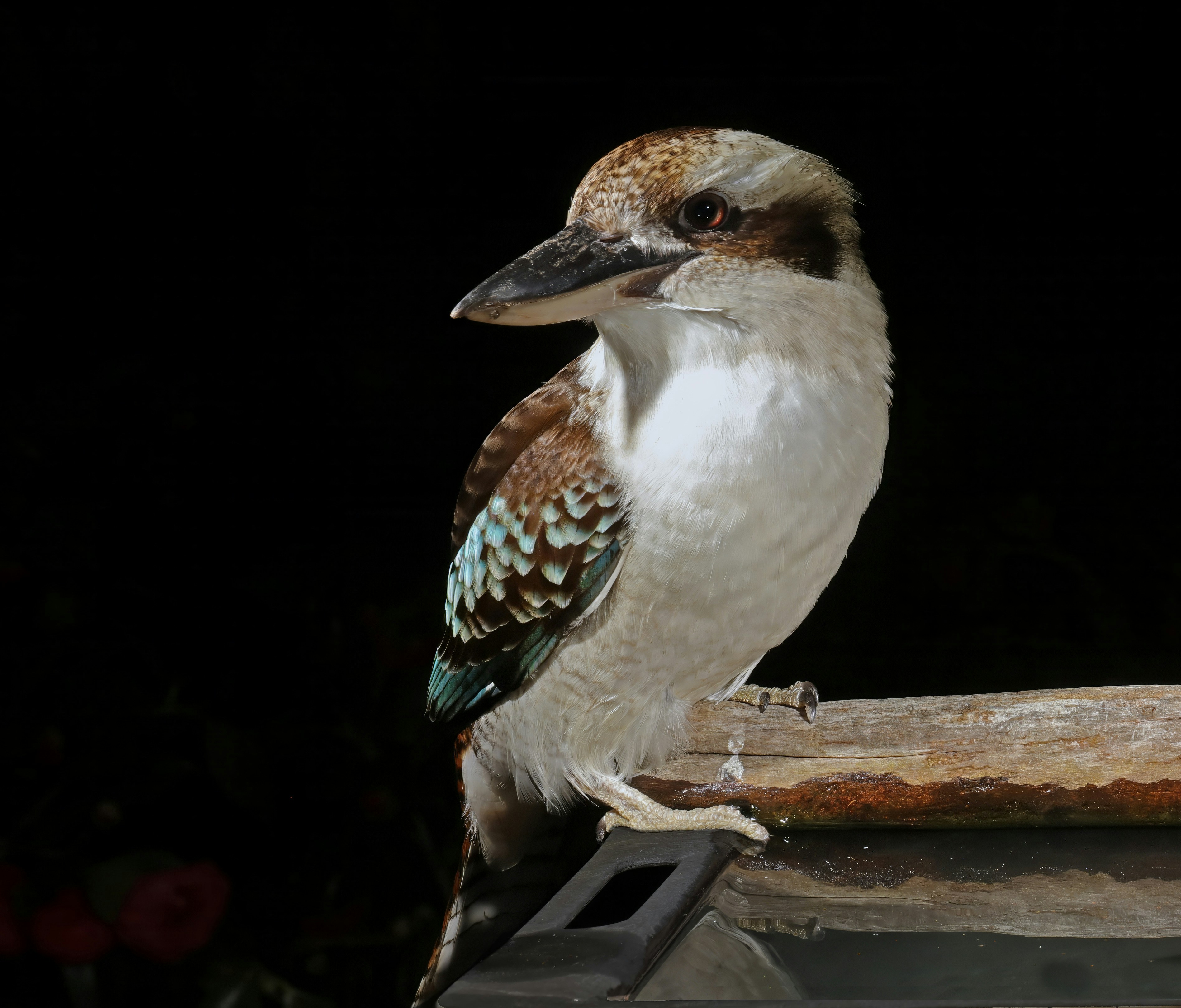 Blue-tinged Wings at Rest: A Kookaburra Perched on a Weathered Rail