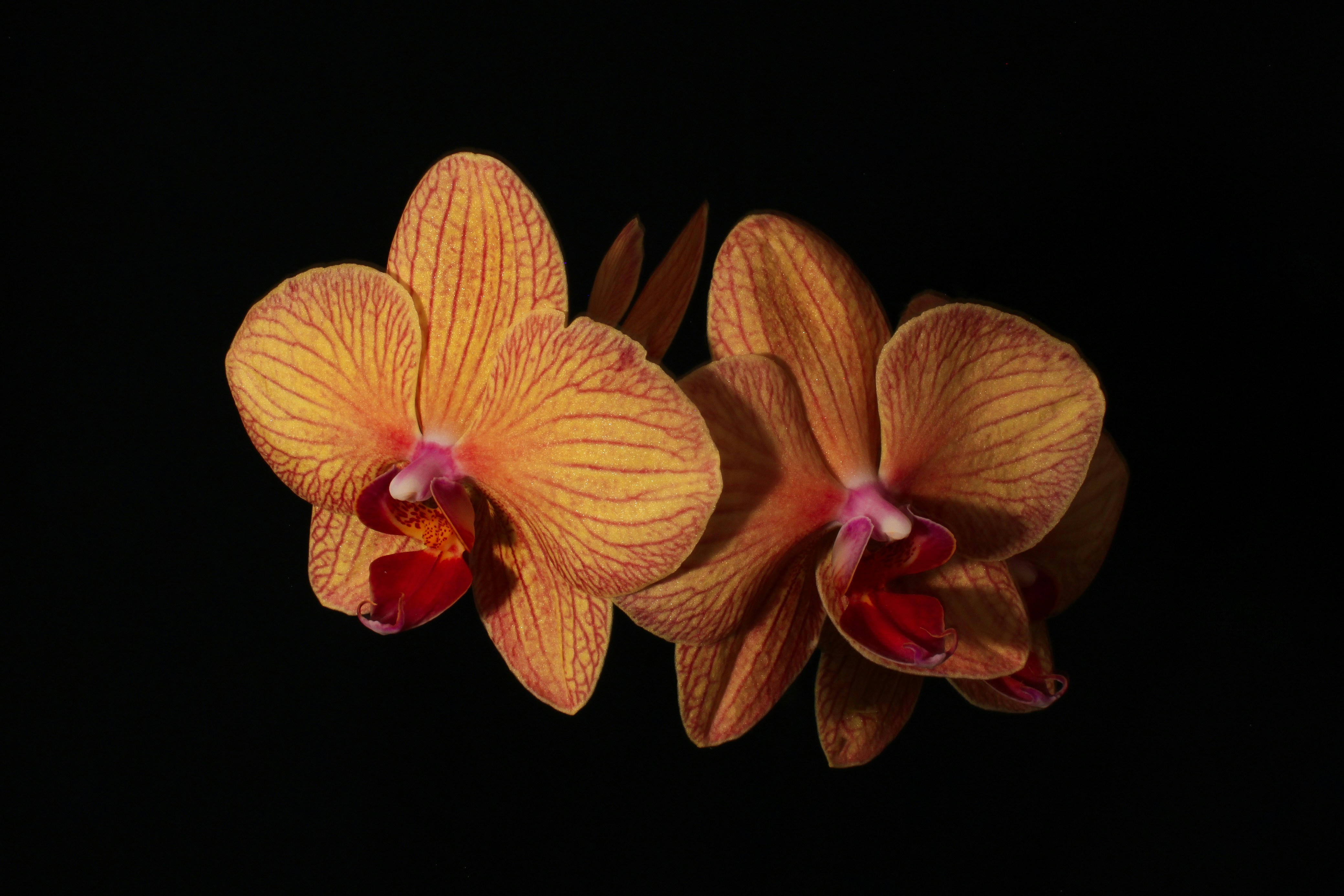 Amber Orchid Duo with Midnight Backdrop