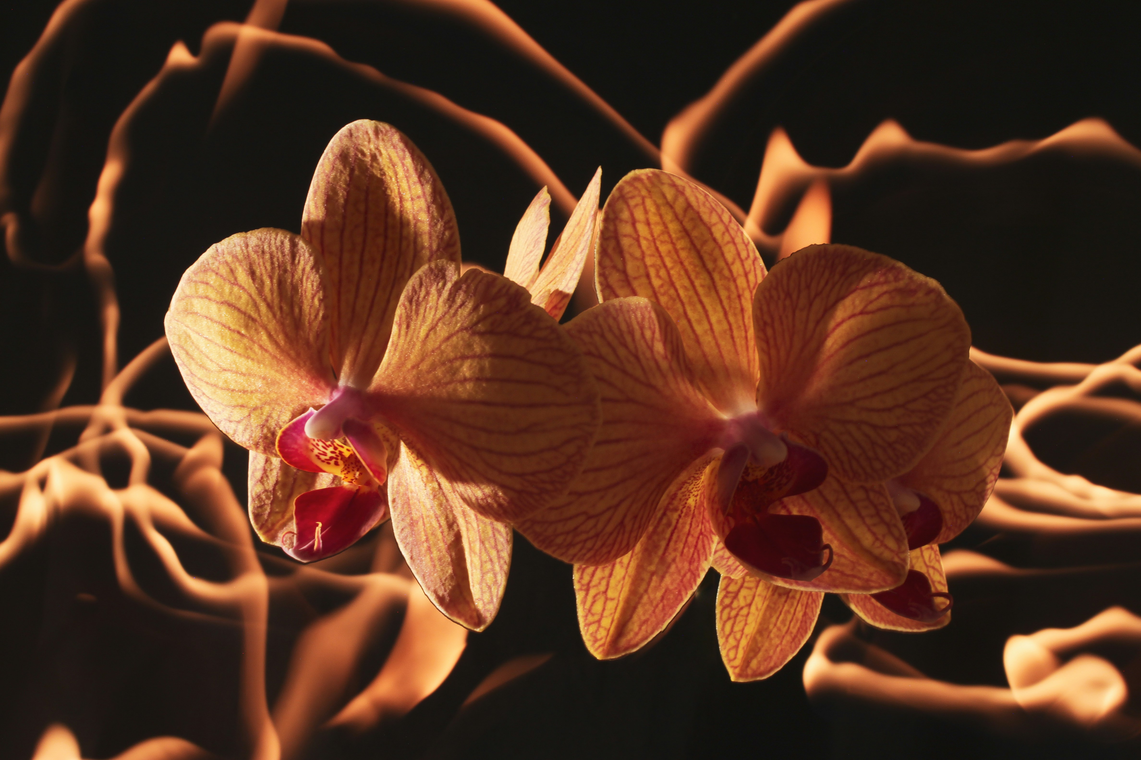 Ember-Kissed Orchids: Velvet Bloom Against Fiery Backlight