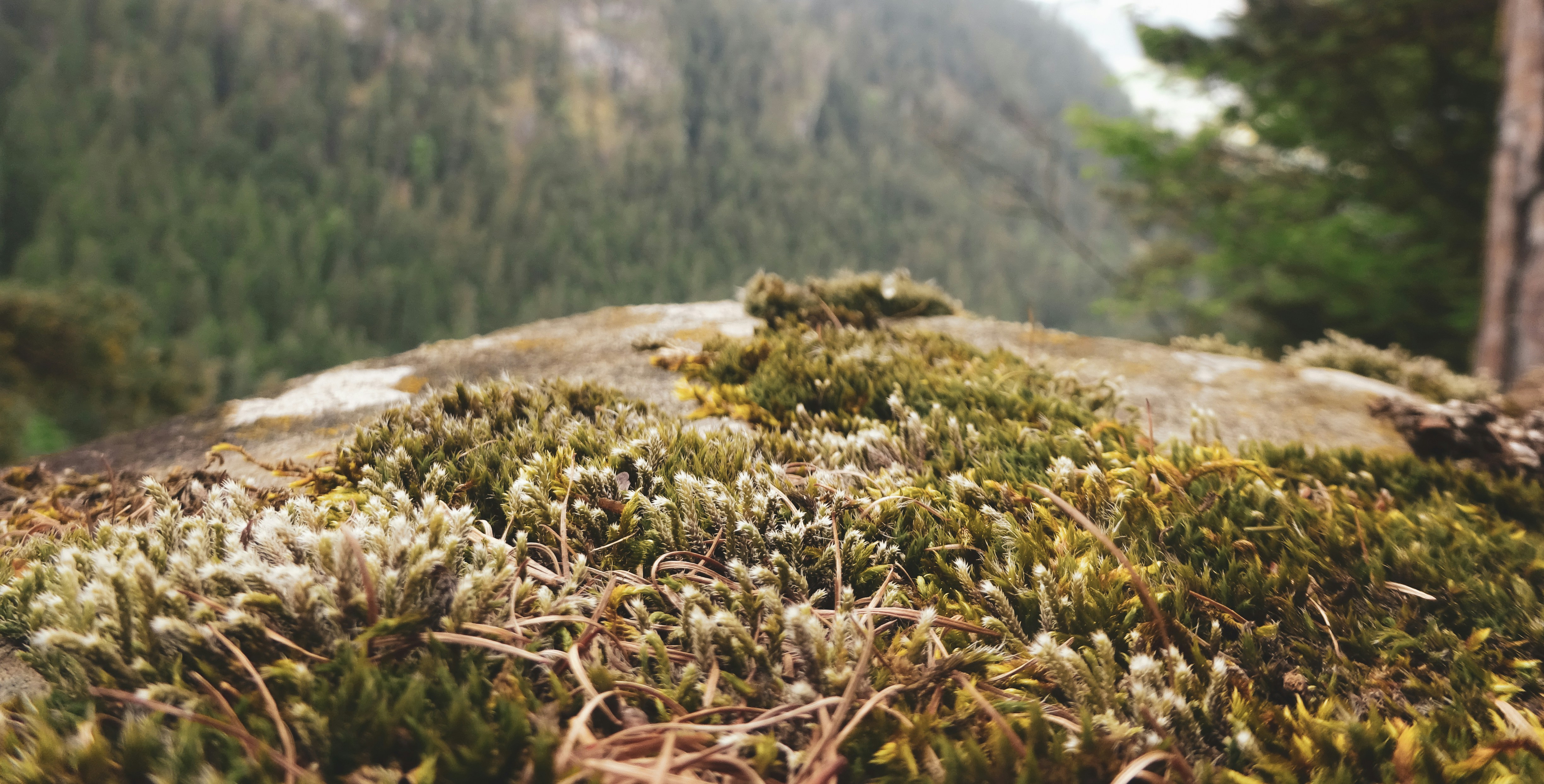 Moss at the Threshold: Quiet Rock, Distant Pines