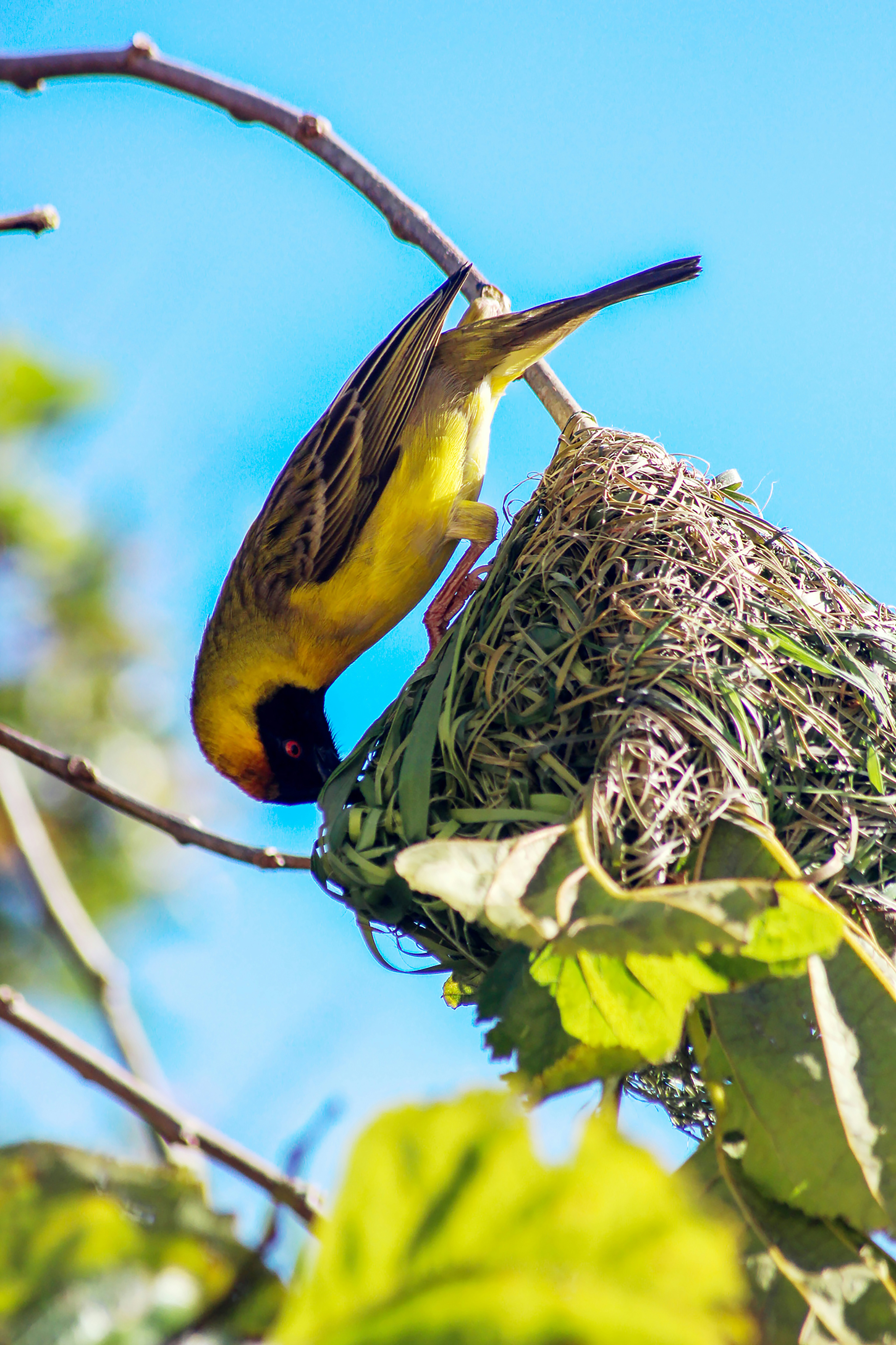 Sunlit Yellow Weaver Tends Its Grass Nest Beneath a Bright Blue Sky