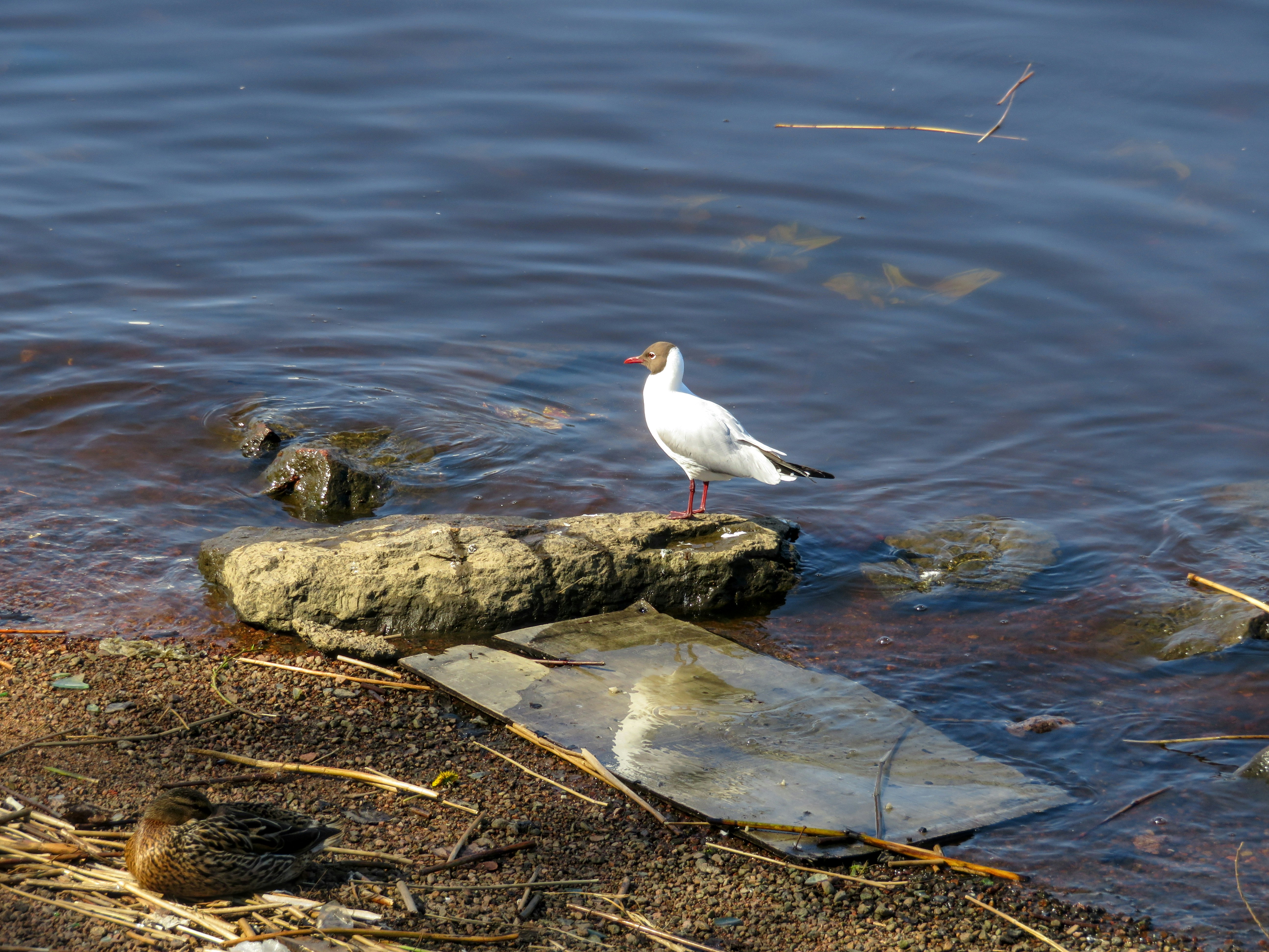 White seagull perched on a weathered rock along a calm shoreline. Blue water ripples in the background with driftwood and shore debris.