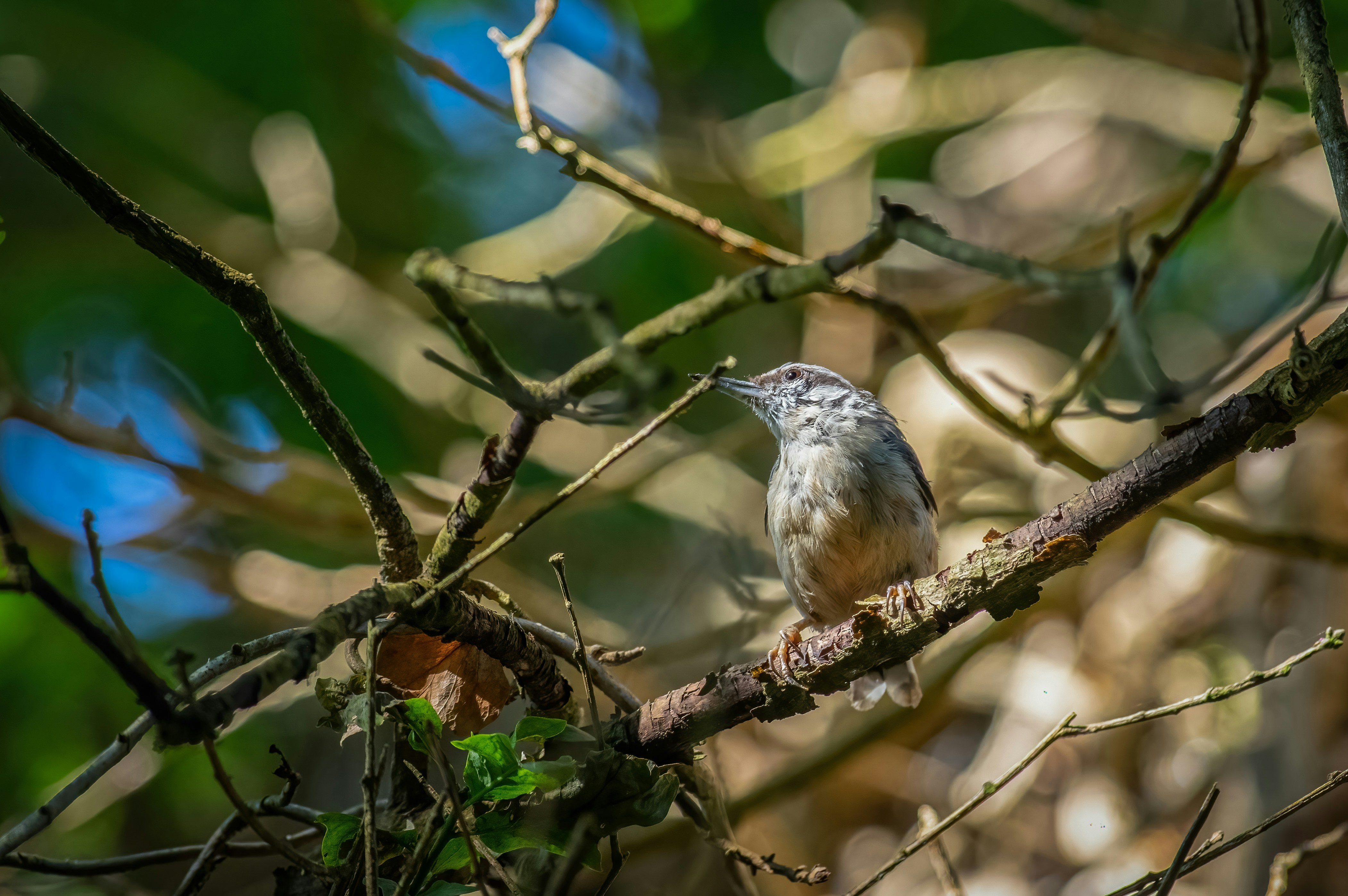 a small bird perched on a tree branchDoncoombez