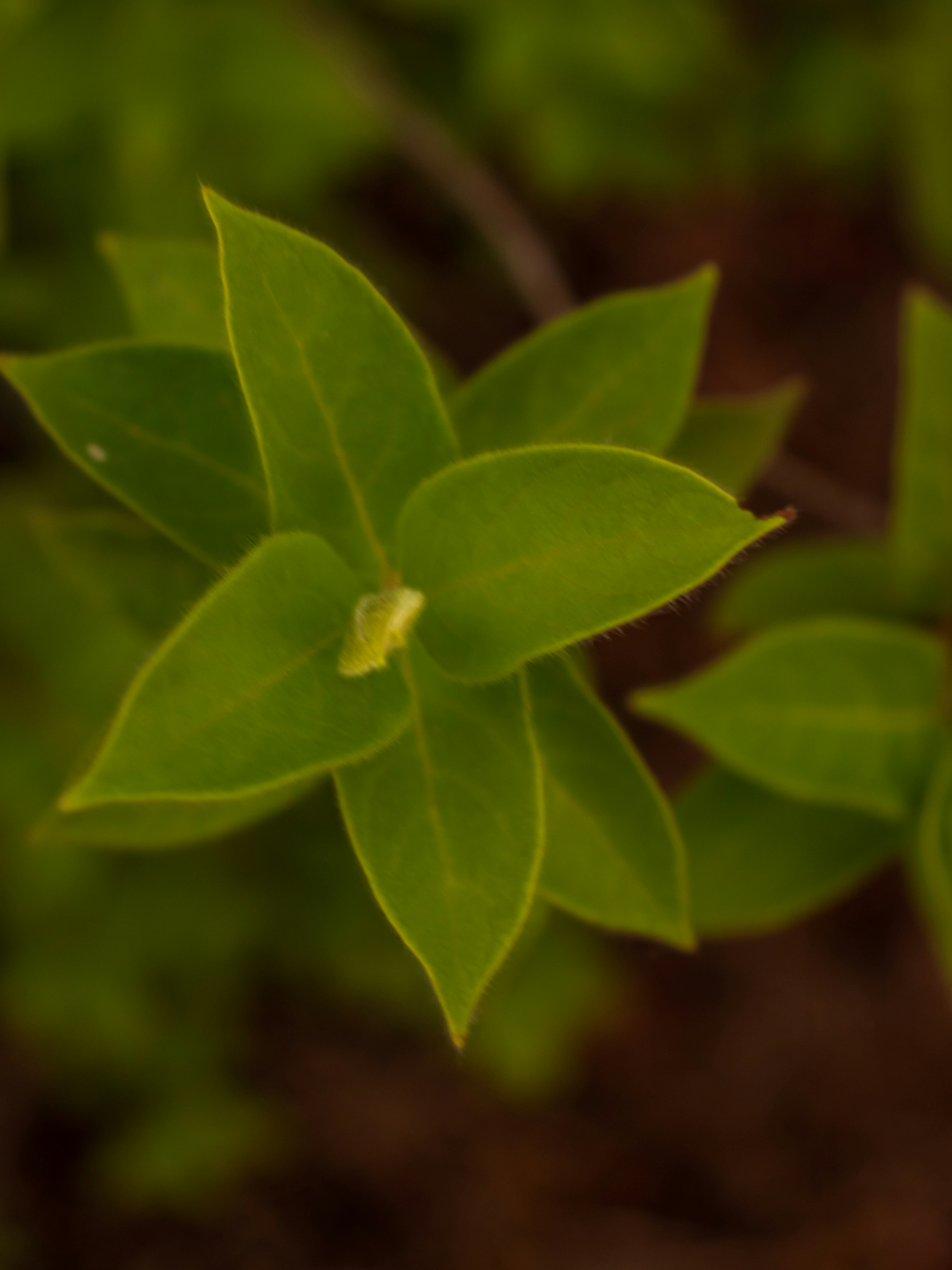 Emerald Rosette: Macro Close-Up of a Leaf Cluster in Soft Focus