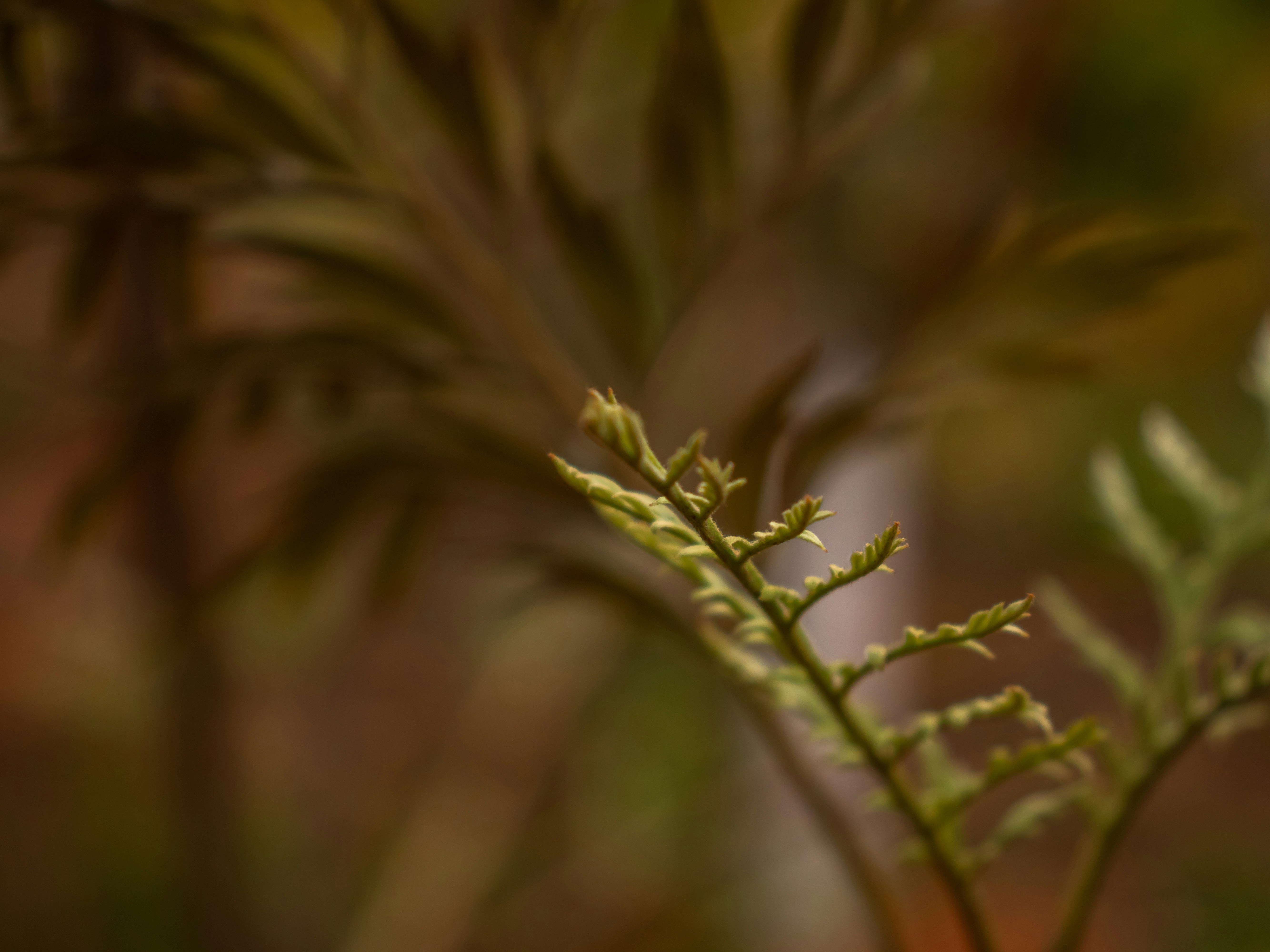 Verdant Spur in Velvet Blur
